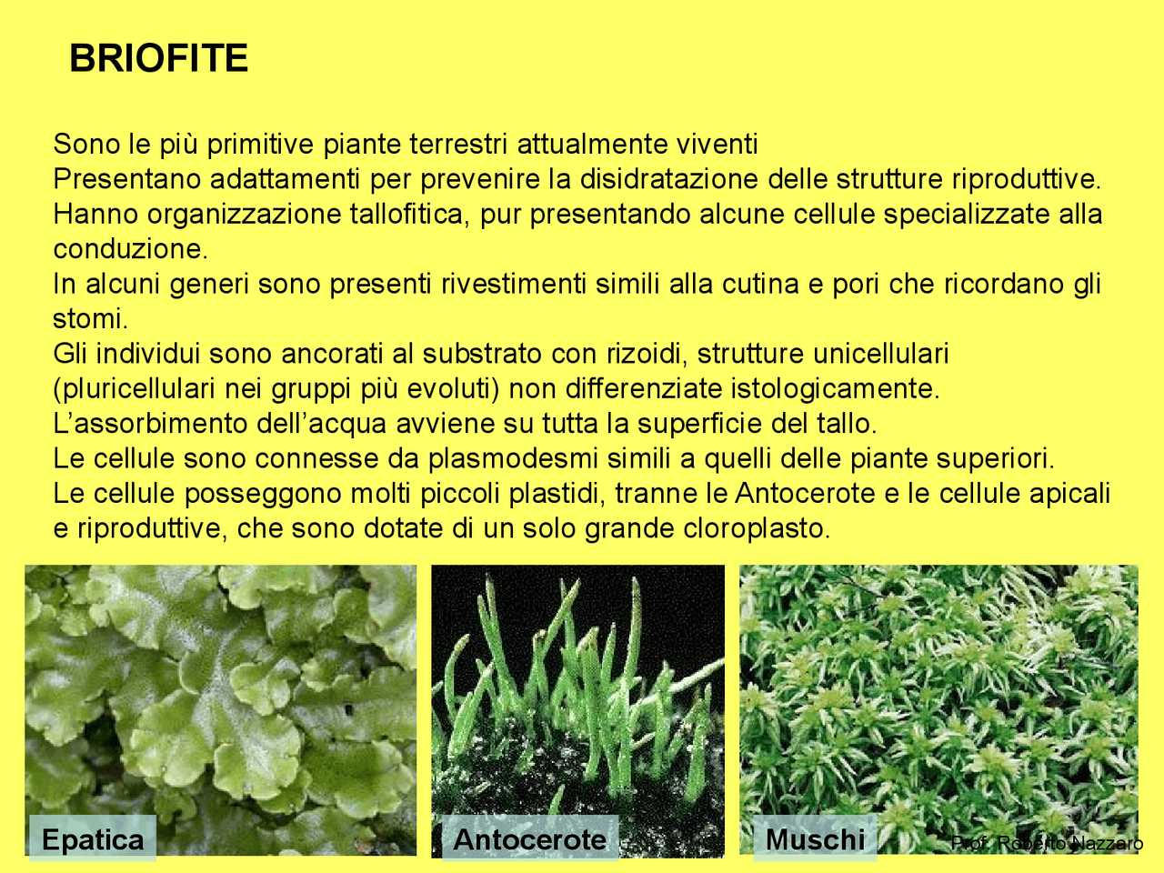 Briofite