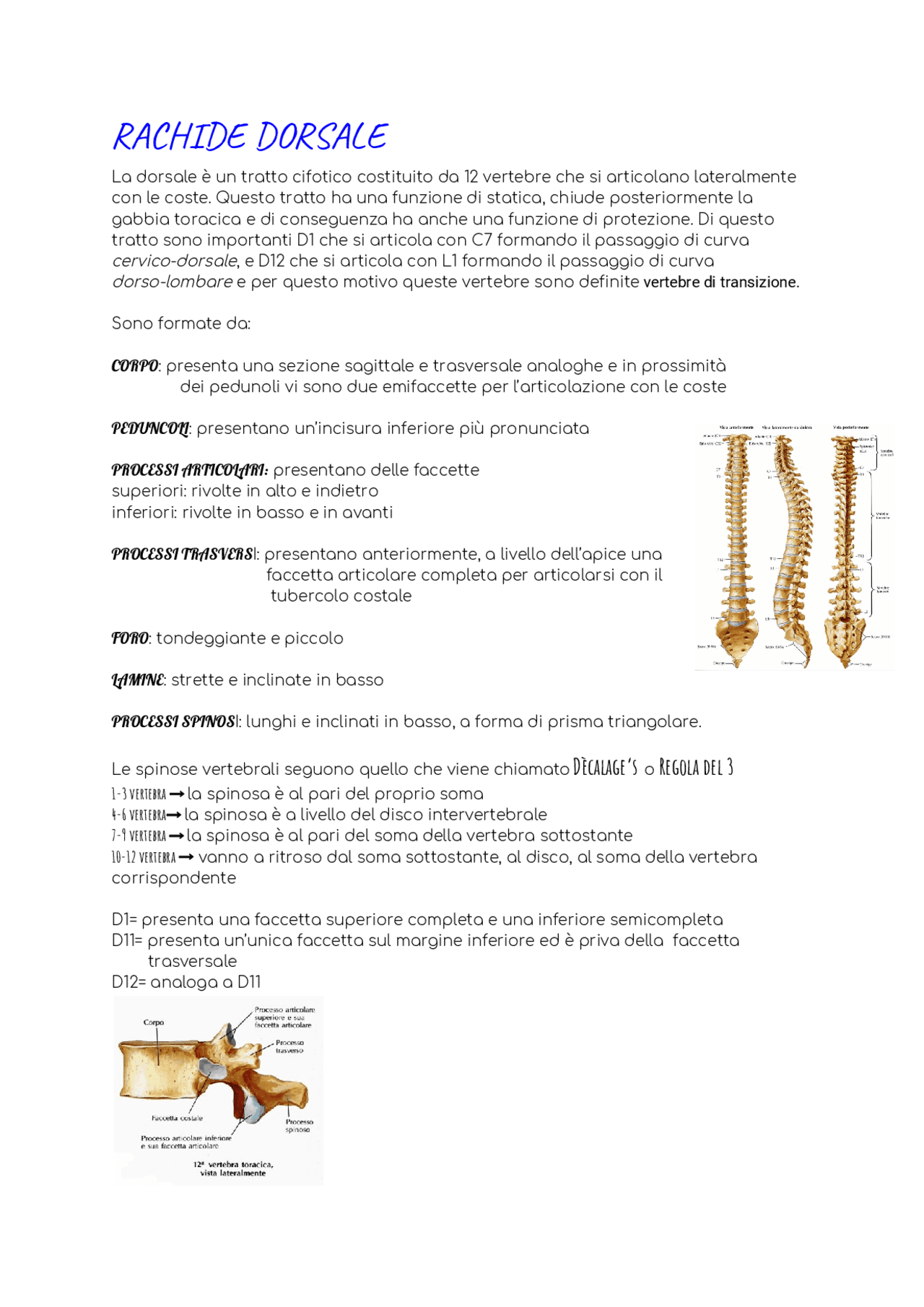 Rachide dorsale e muscolatura - Docsity