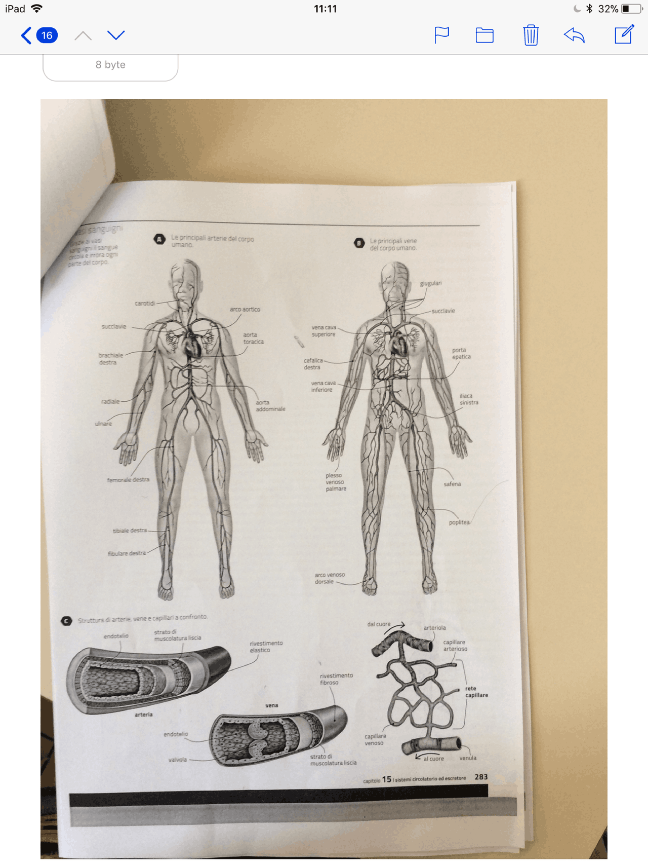 Apparato Circolatorio Appunti Di Anatomia Docsity
