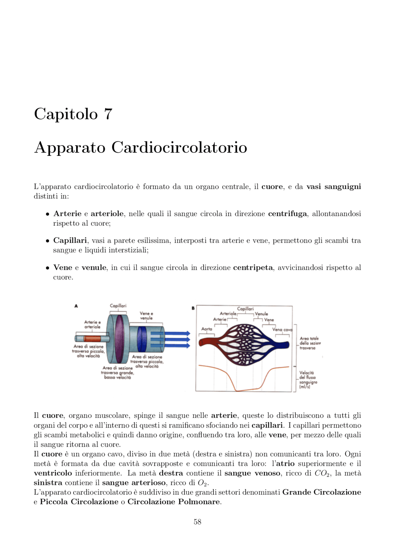 Apparato Circolatorio Docsity