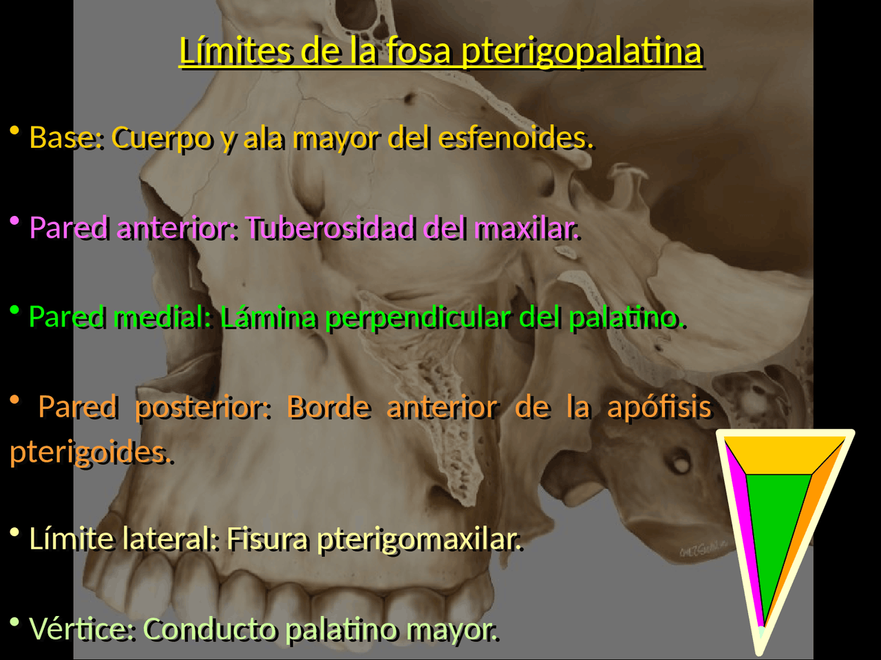 Anatomia - Fosa pterigopalatina - Docsity