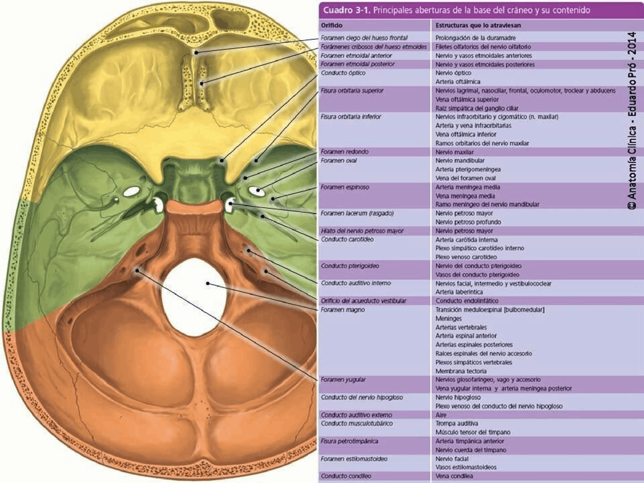 Base del cráneo - Anatomía clínica - Docsity