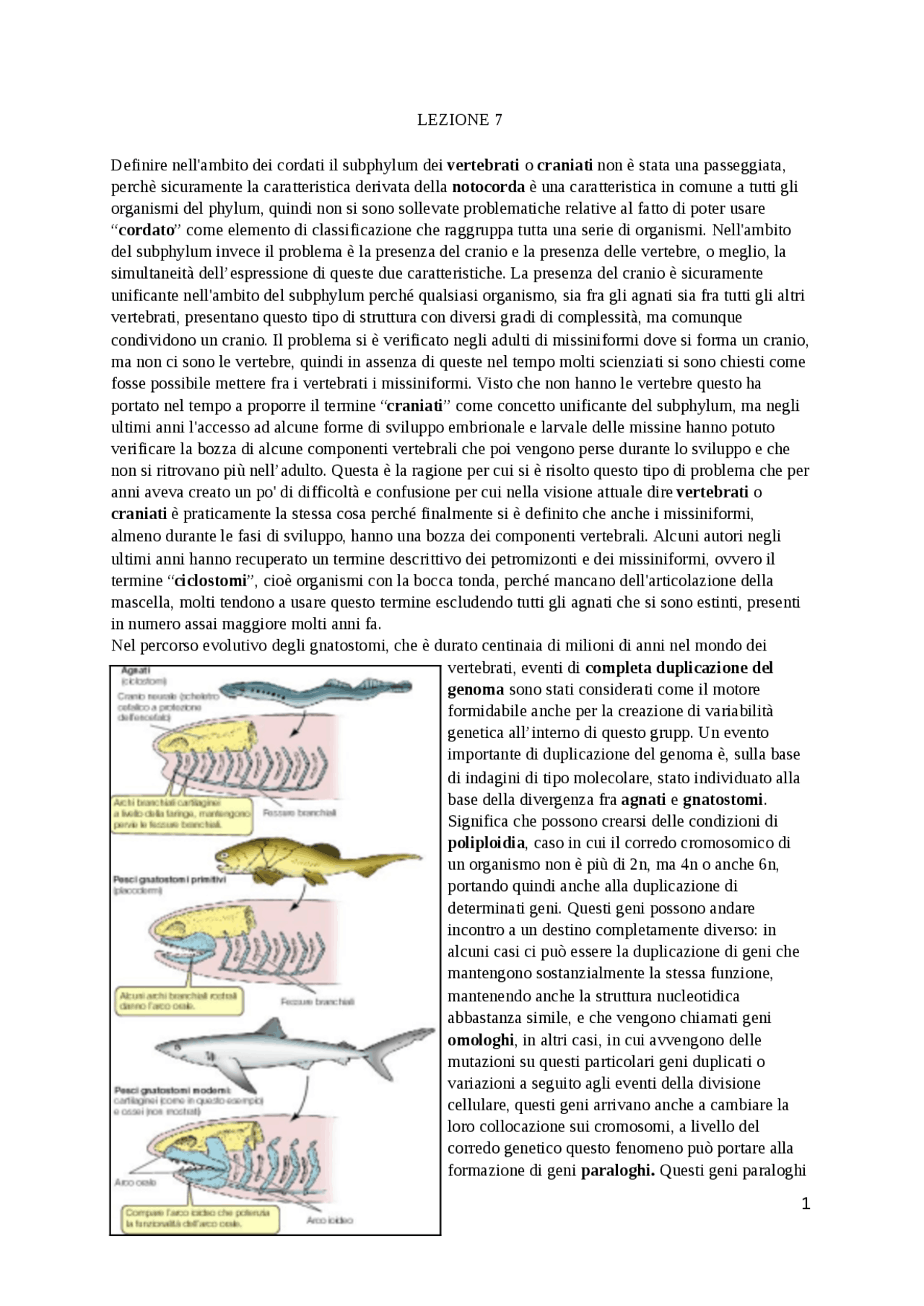 Pesci cartilaginei (condroitti) - Docsity