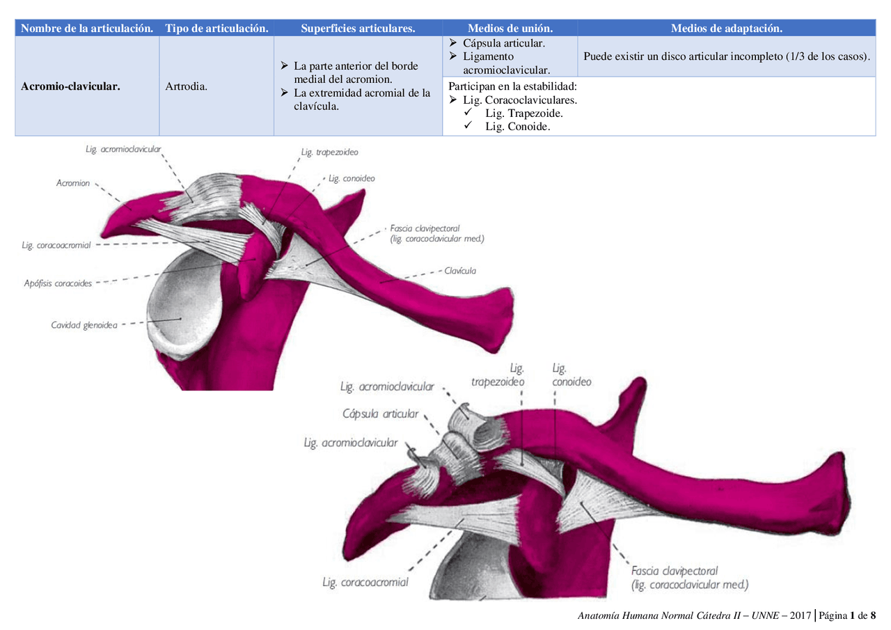 Articulacion De Miembro Superior Docsity