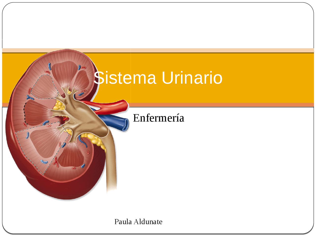 Anatomía Del Sistema Urinario Docsity