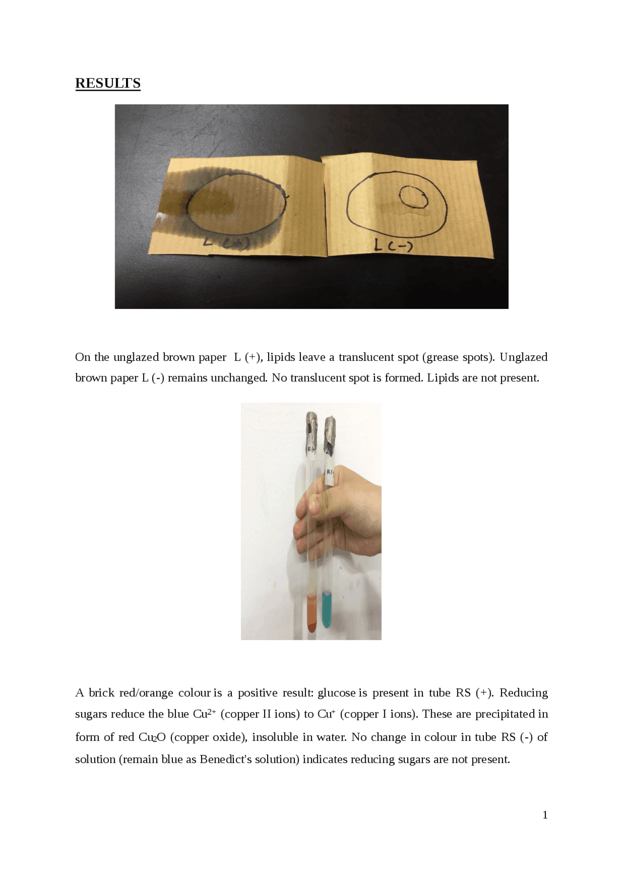 Cell Biology Full lab report - Docsity