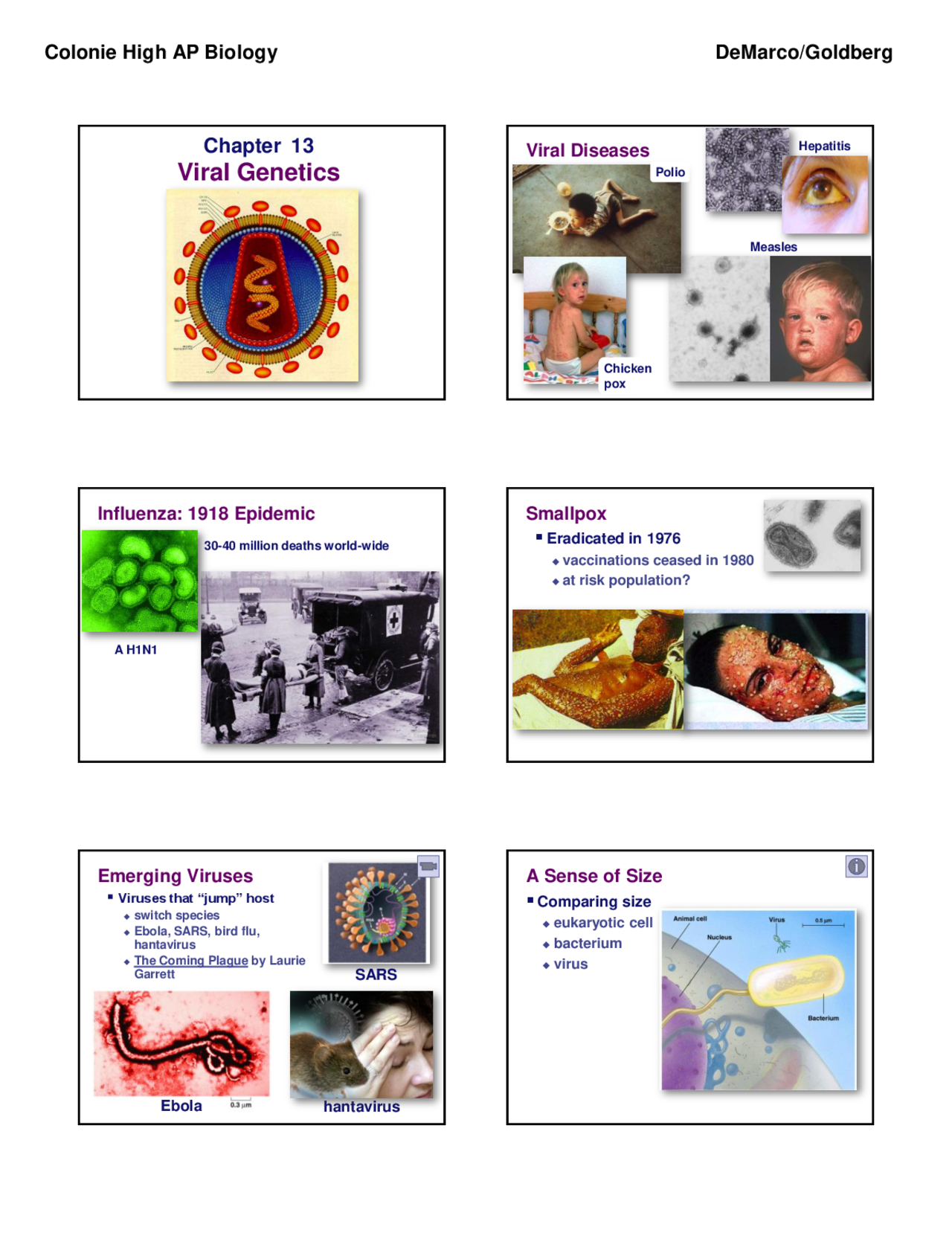 What is viral genetics and explanaions and uses about that etc - Docsity