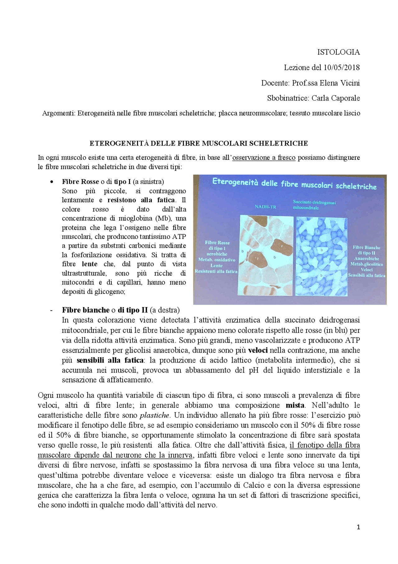 Istologia Tessuto Muscolare Docsity
