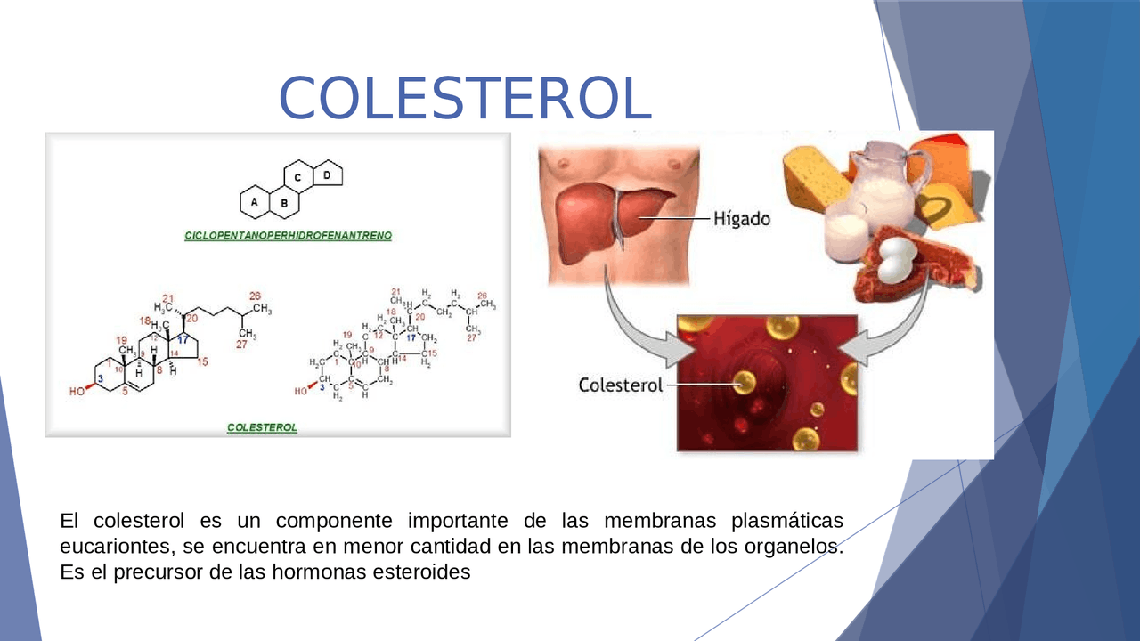 Colesterol y su funcion | Diapositivas de Bioquímica Médica | Docsity