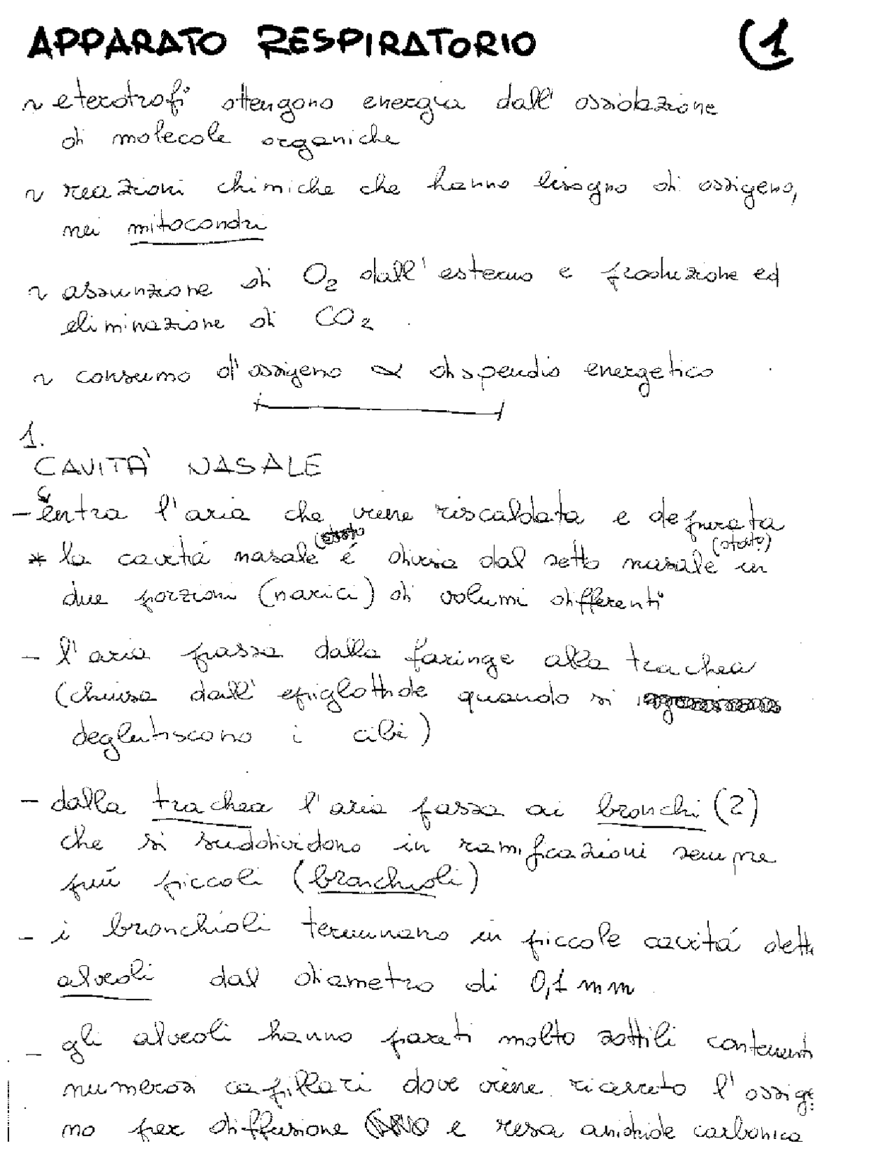 Apparati Respiratorio E Circolatorio Docsity