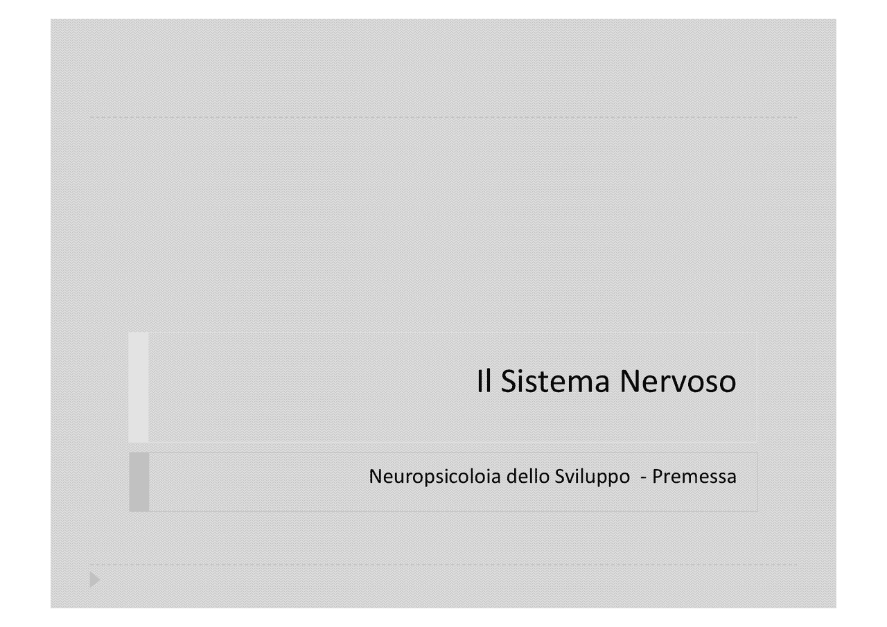 Il Sistema Nervoso Centrale Docsity