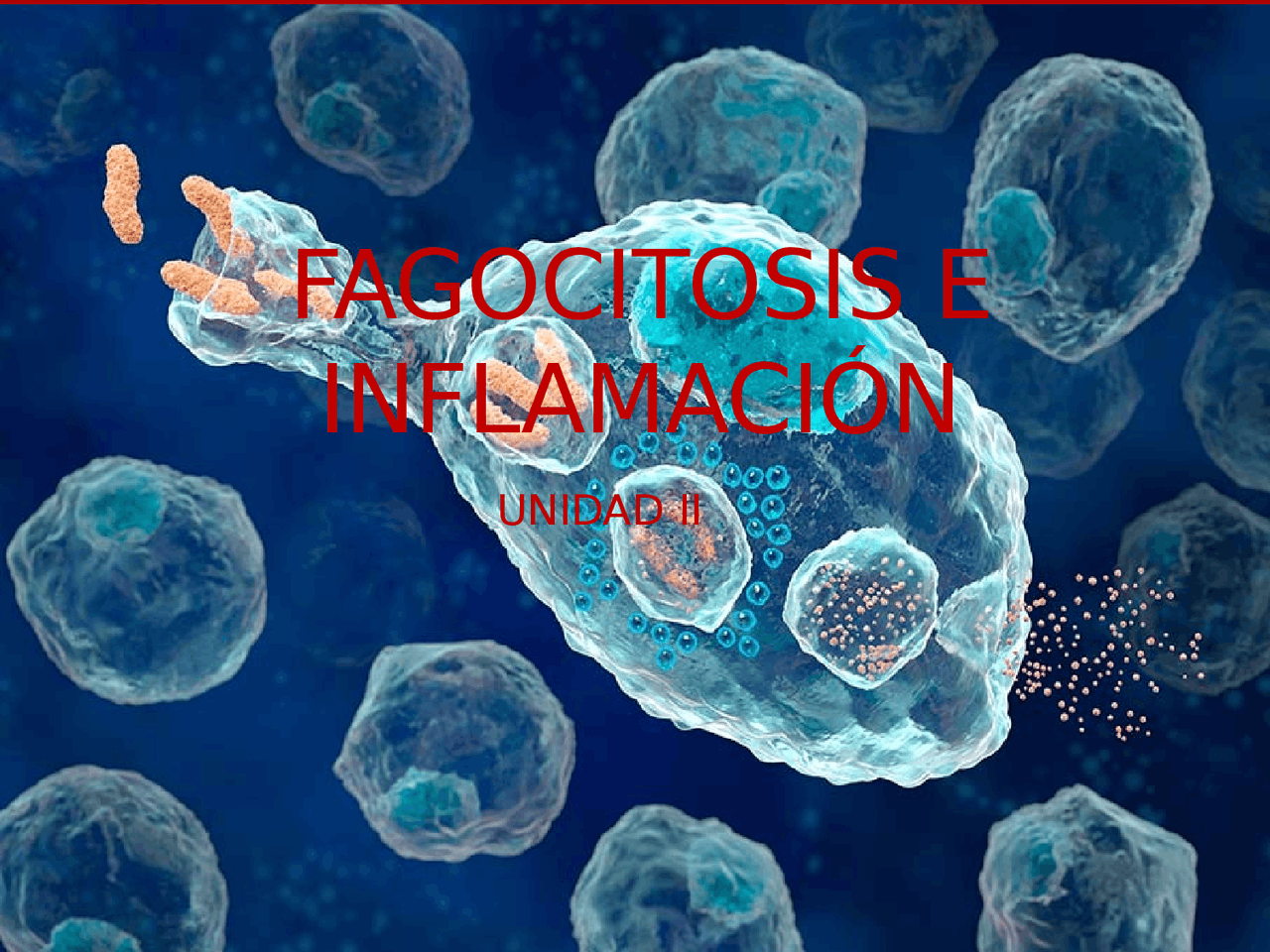 Fagocitosis E Inflamación Diapositivas De Inmunología Docsity