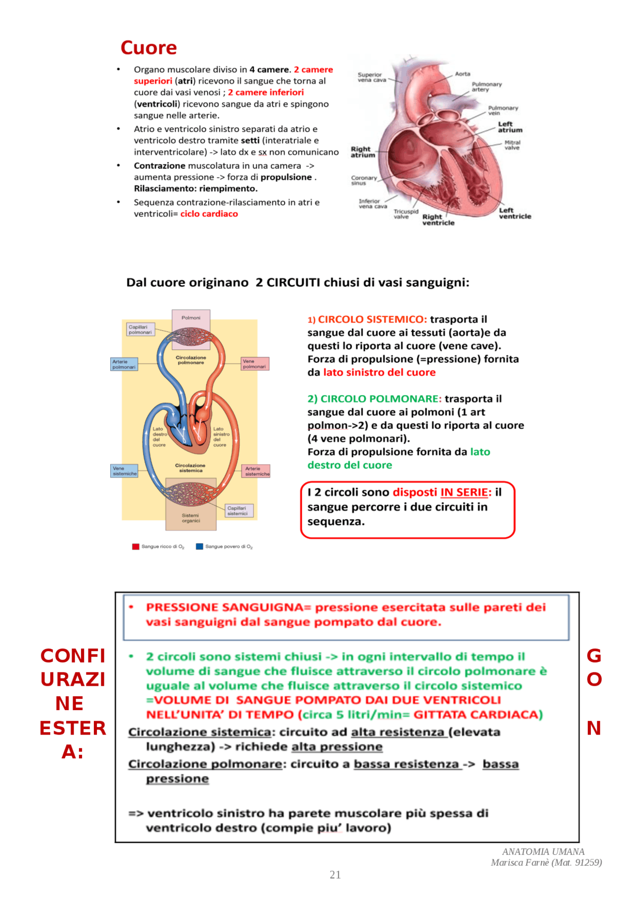 Apparato Cardiocircolatorio Docsity