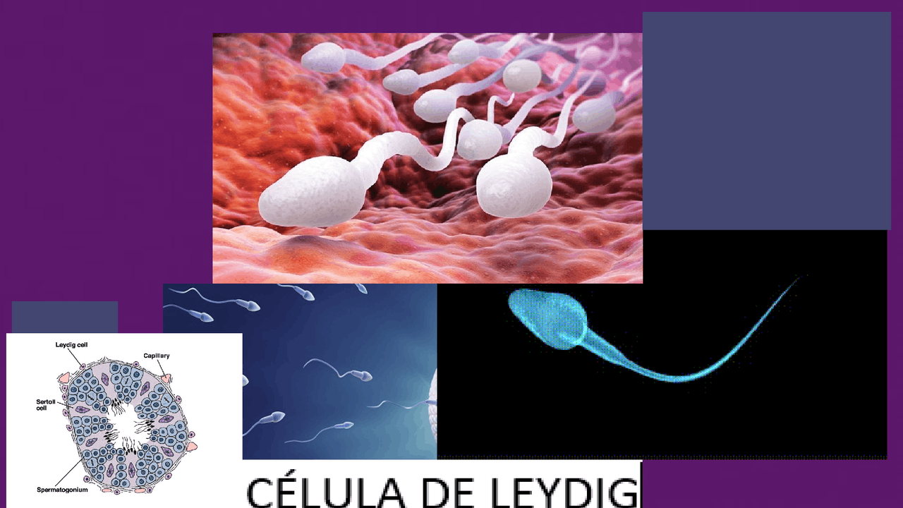 Células de Leydig y Espermatogenesis - Docsity