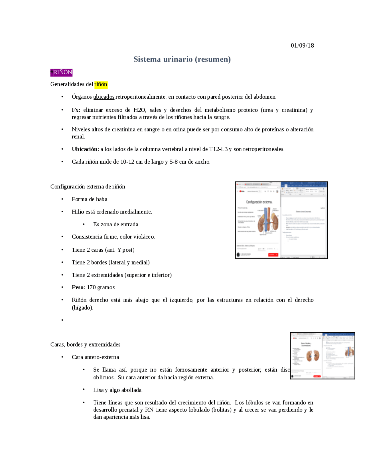 Anatomía Del Sistema Urinario Docsity
