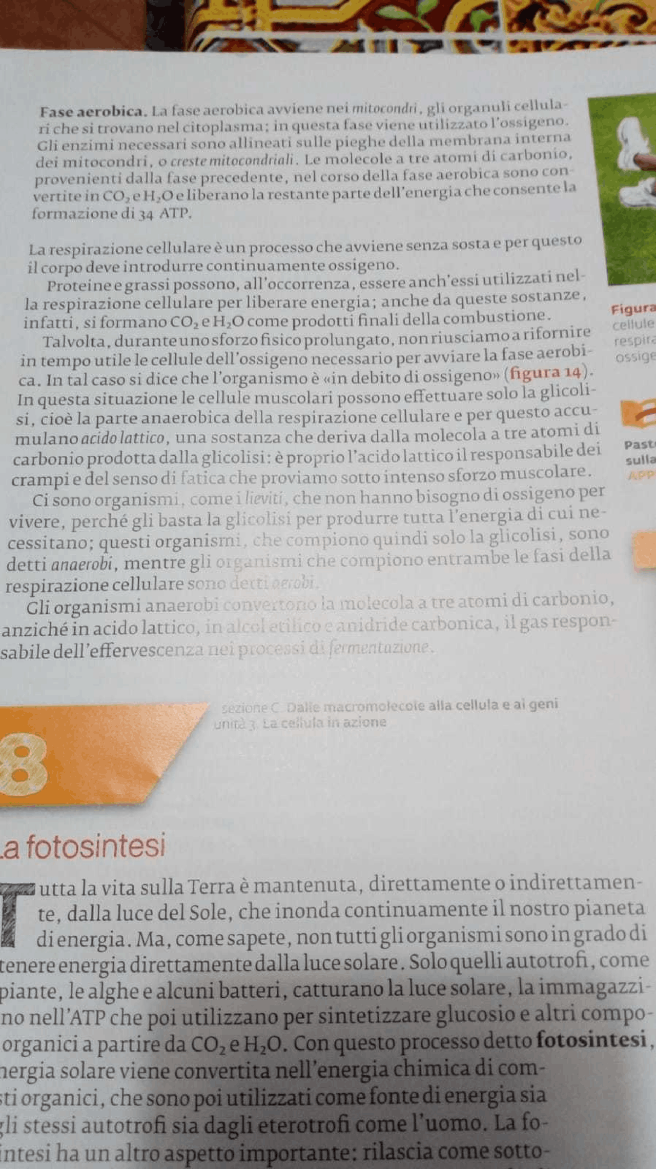 Respirazione Cellulare Docsity