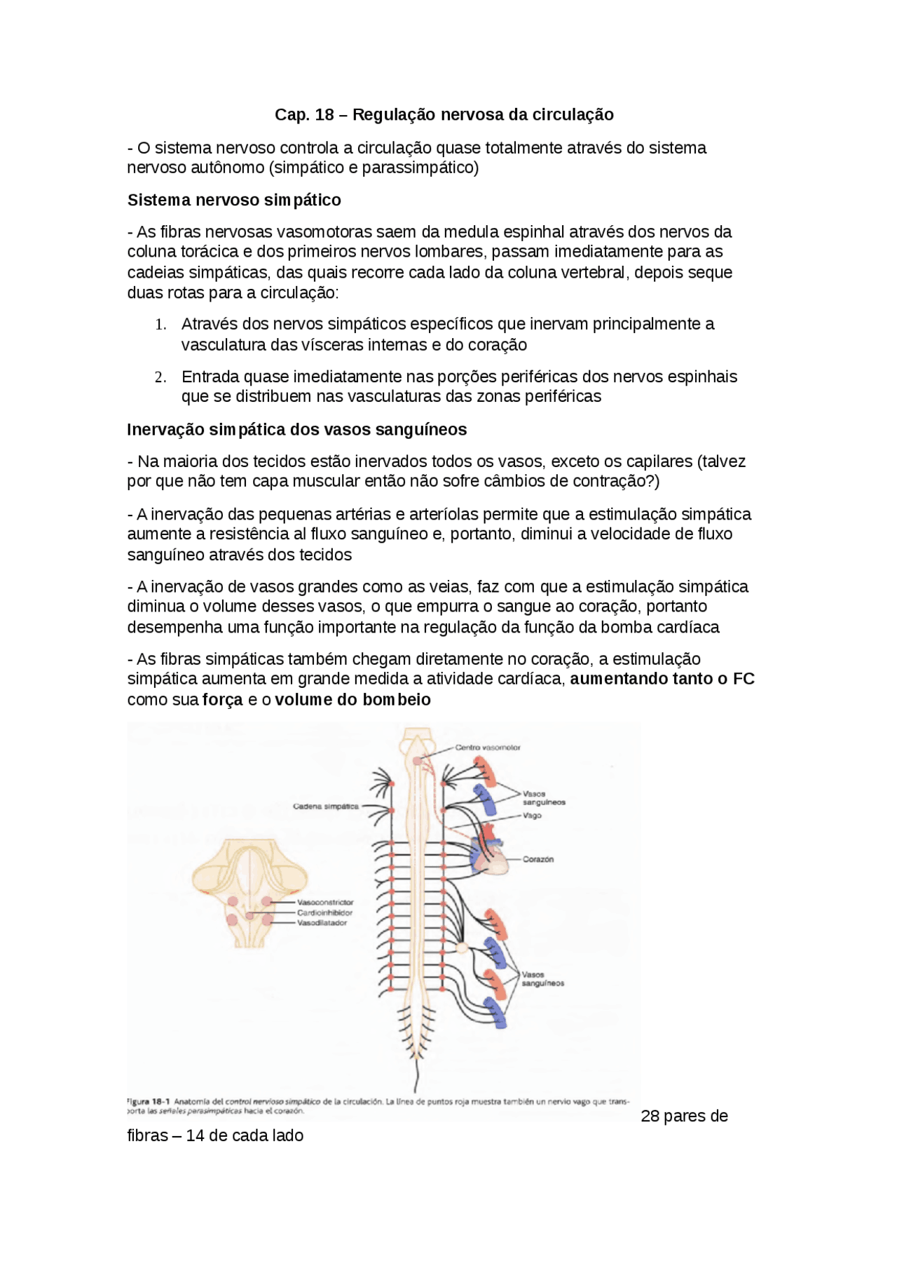 Cap. 18 – Regulação nervosa da circulação - Docsity