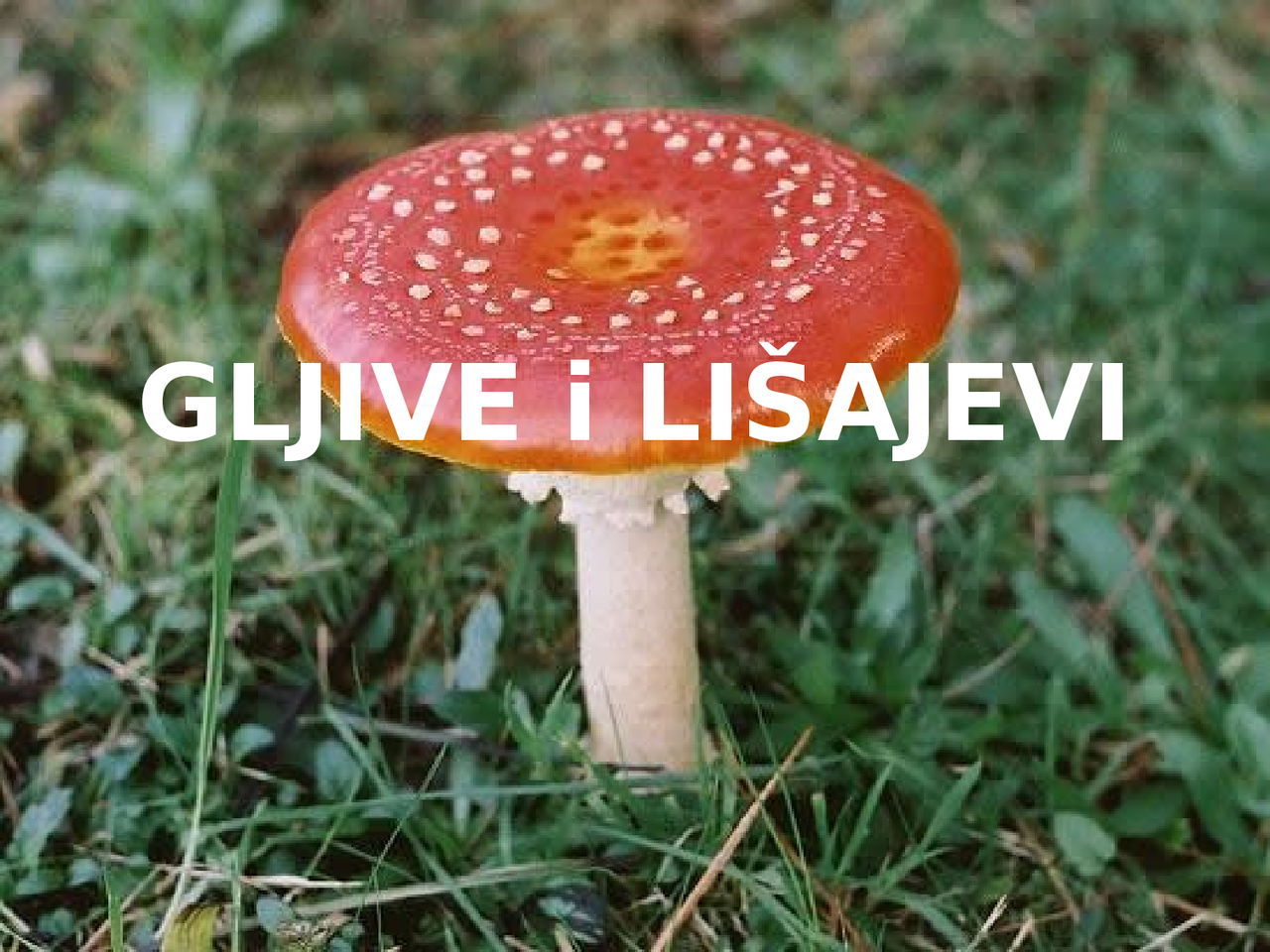 Metodologija Algi I Gljiva Beleške Predlog Botanika Docsity