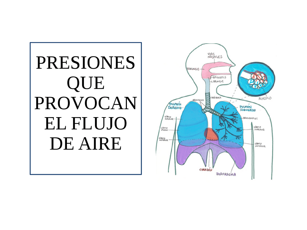 Sistema Respiratorio Docsity