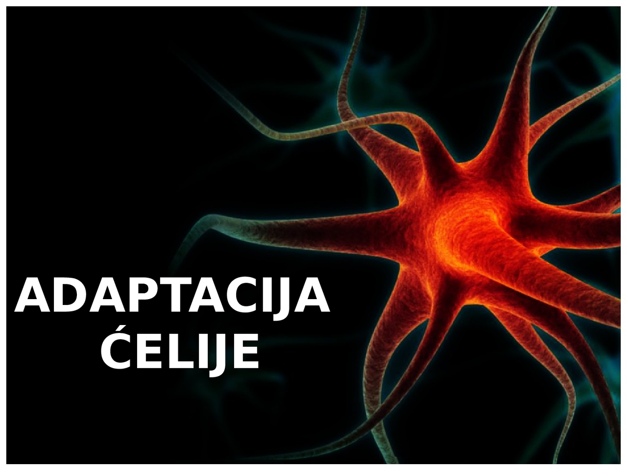 Adaptacija celije-atrofija-hipertrofija | Slajdovi' predlog Patologija ...