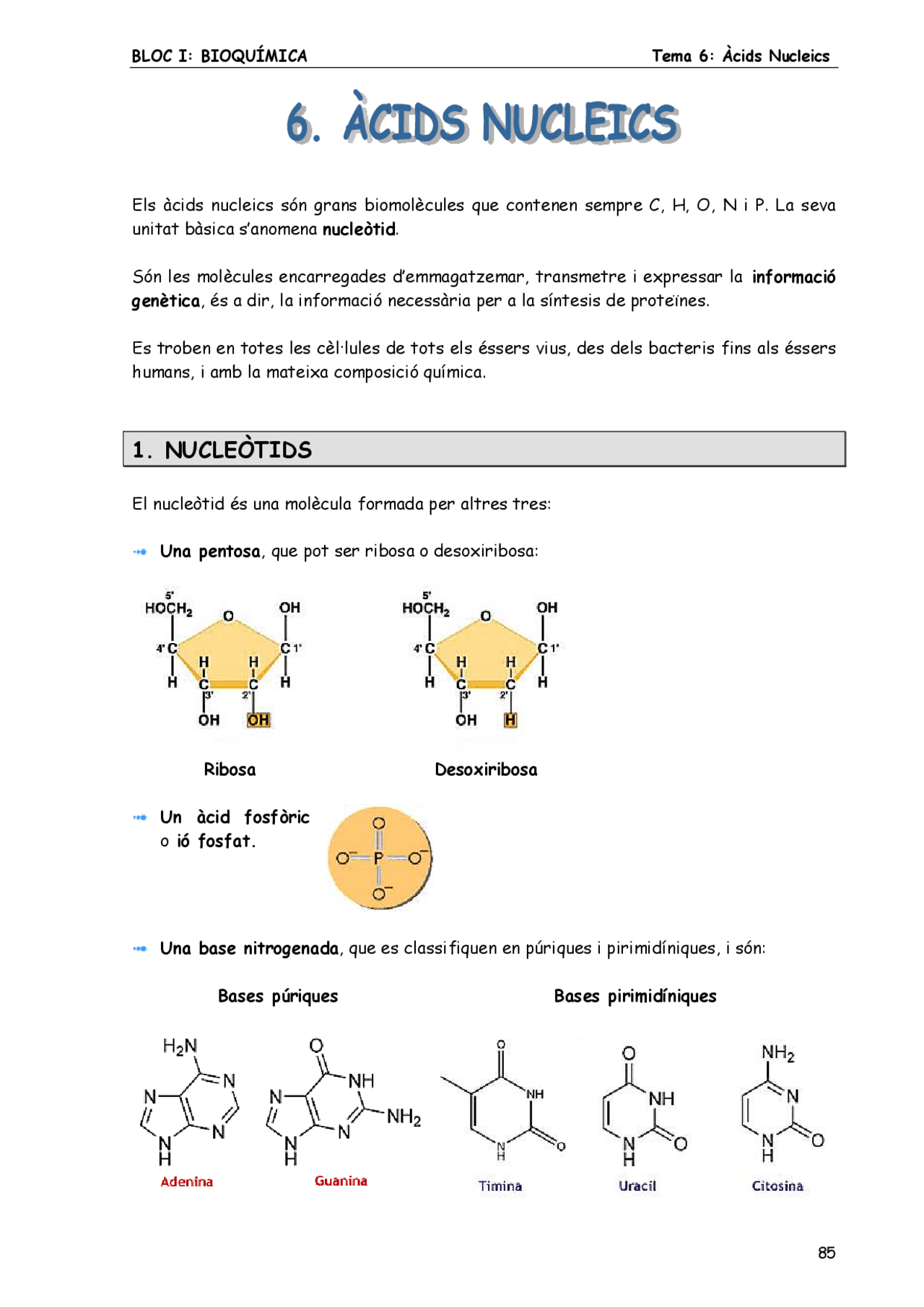 Àcids Nucleics Docsity