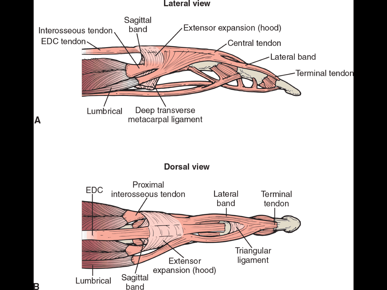 Anatomía de la mano - Docsity