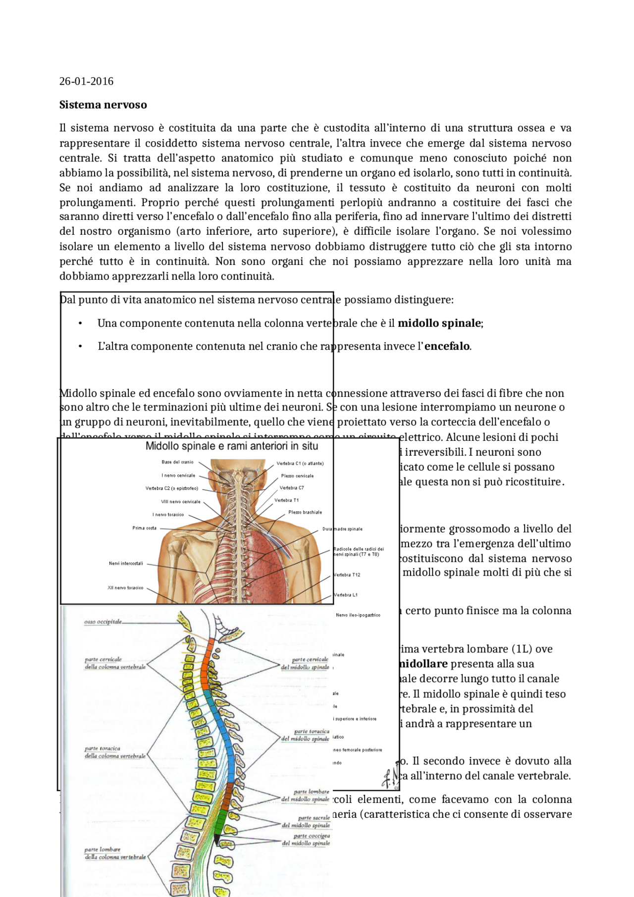 Riassunti Sistema Nervoso Parte 2 Docsity
