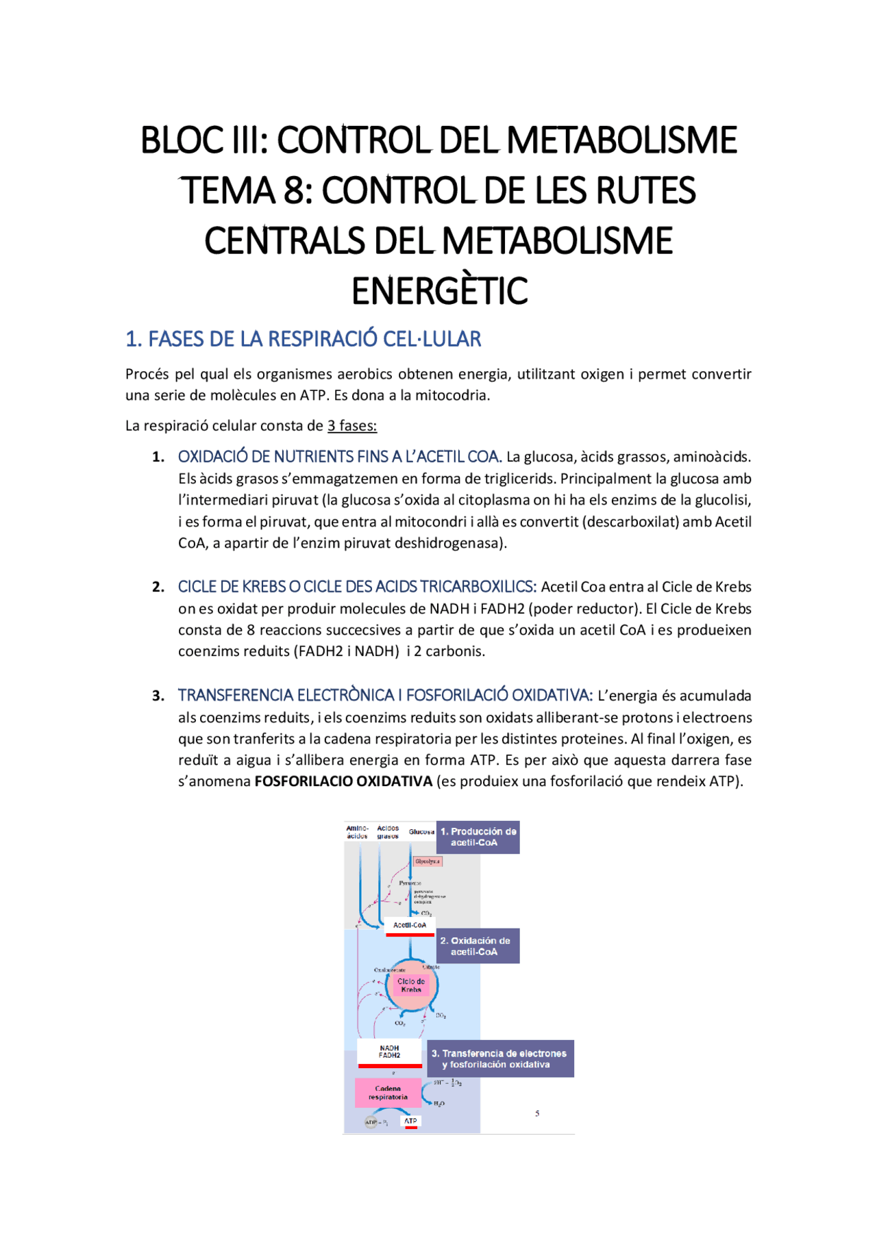 Biologia Molecular i Control Metabòlic Tema 8 - Docsity
