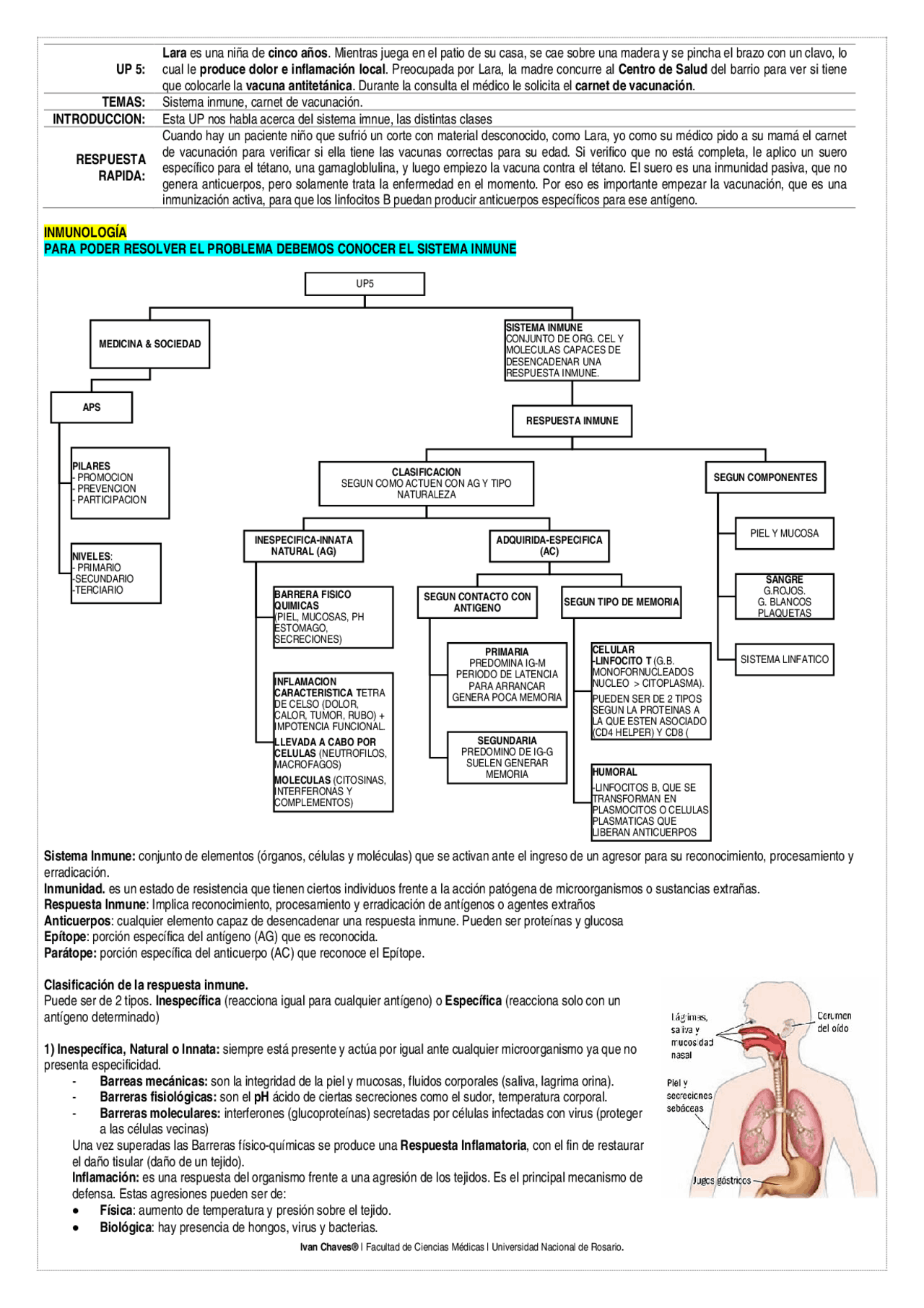 Crecimiento Y Desarrollo Up Resúmenes De Medicina Docsity