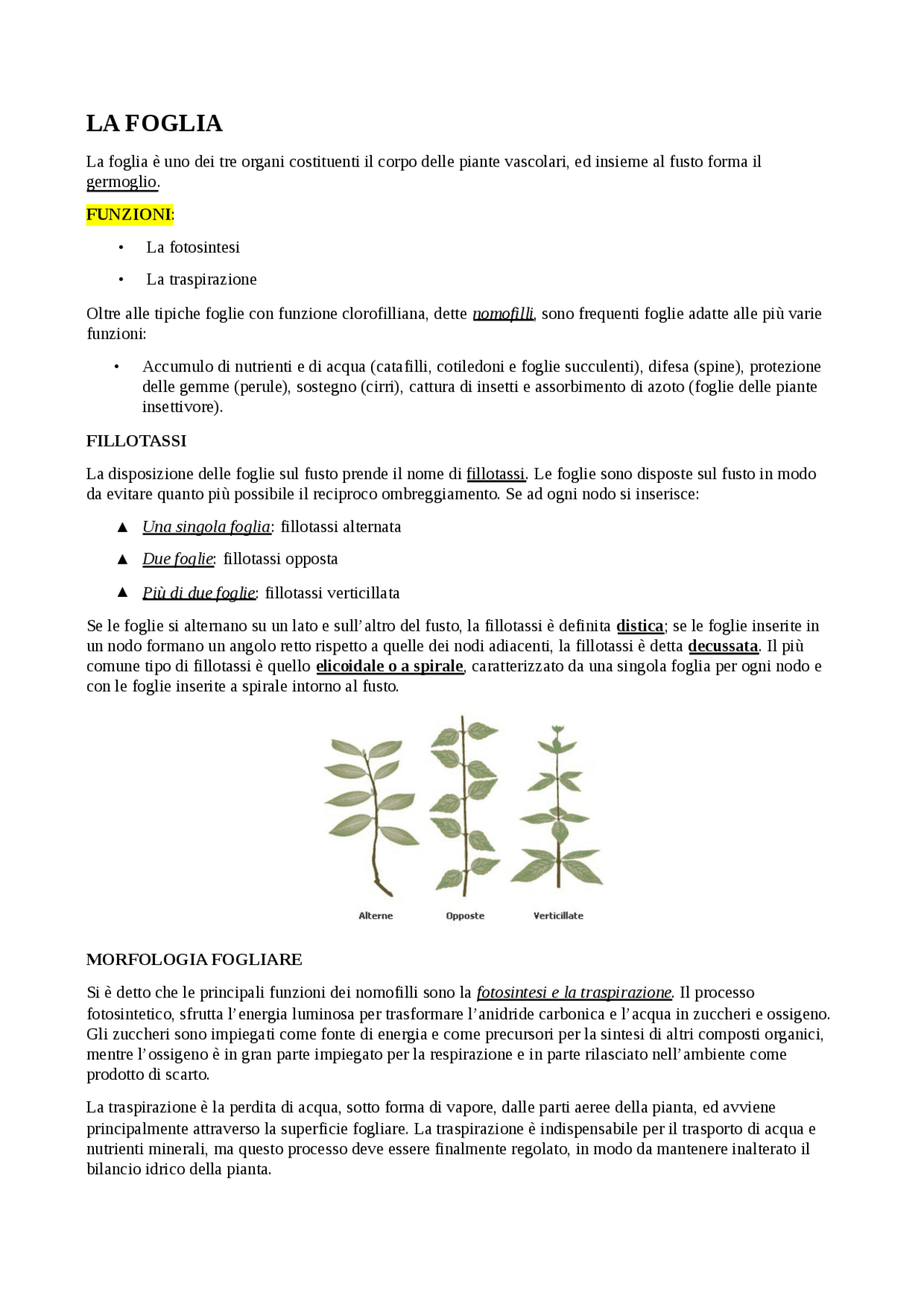 La Foglia Botanica Generale E Diversità Vegetale Docsity