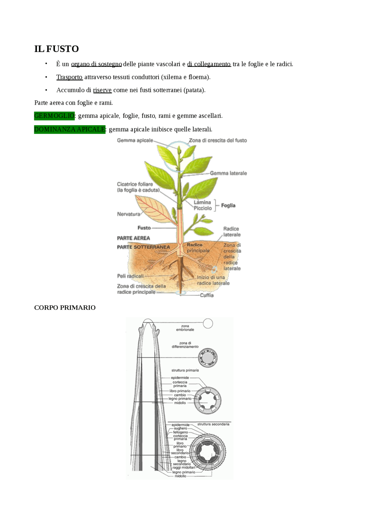 Il F usto - "botanica generale e diversità vegetale" - Docsity