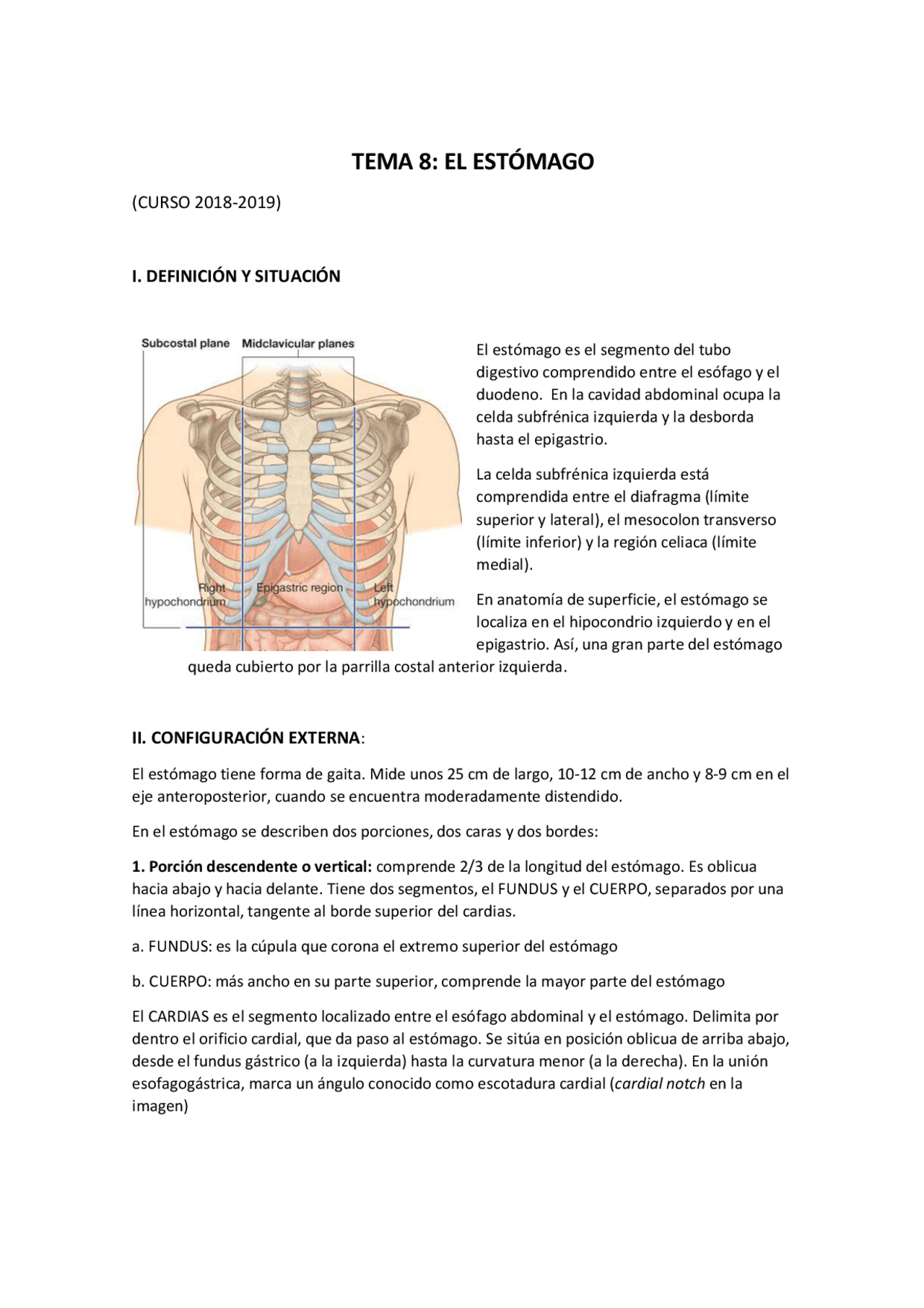 ESTOMAGO y SUS PARTES - Docsity
