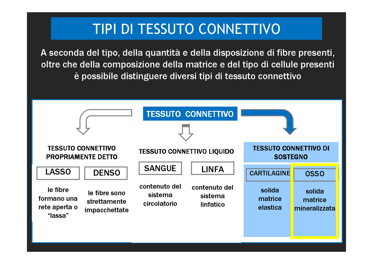 Istologia Tessuto Osseo Docsity