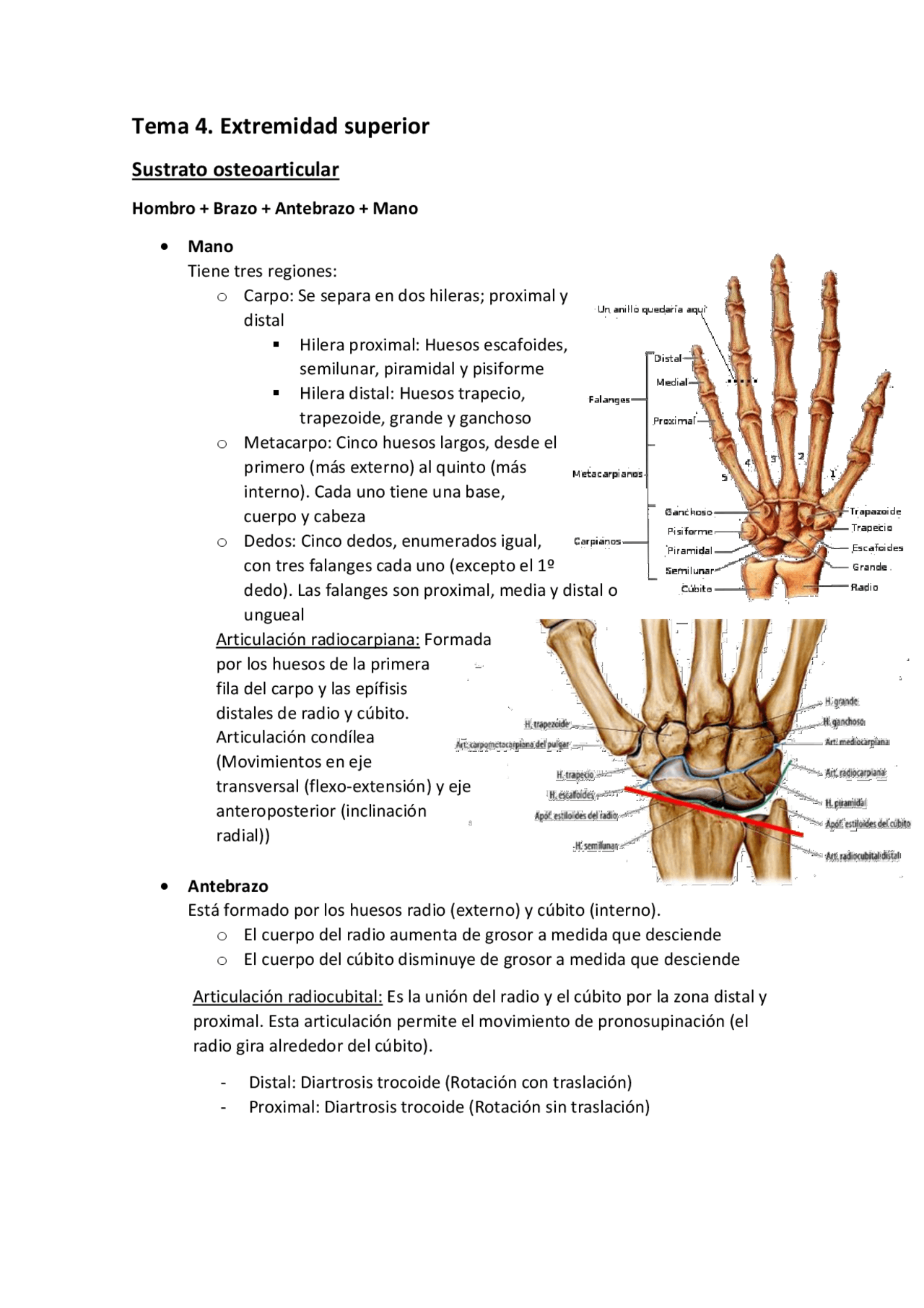 Extremidad superior. Anatomia humana - Docsity