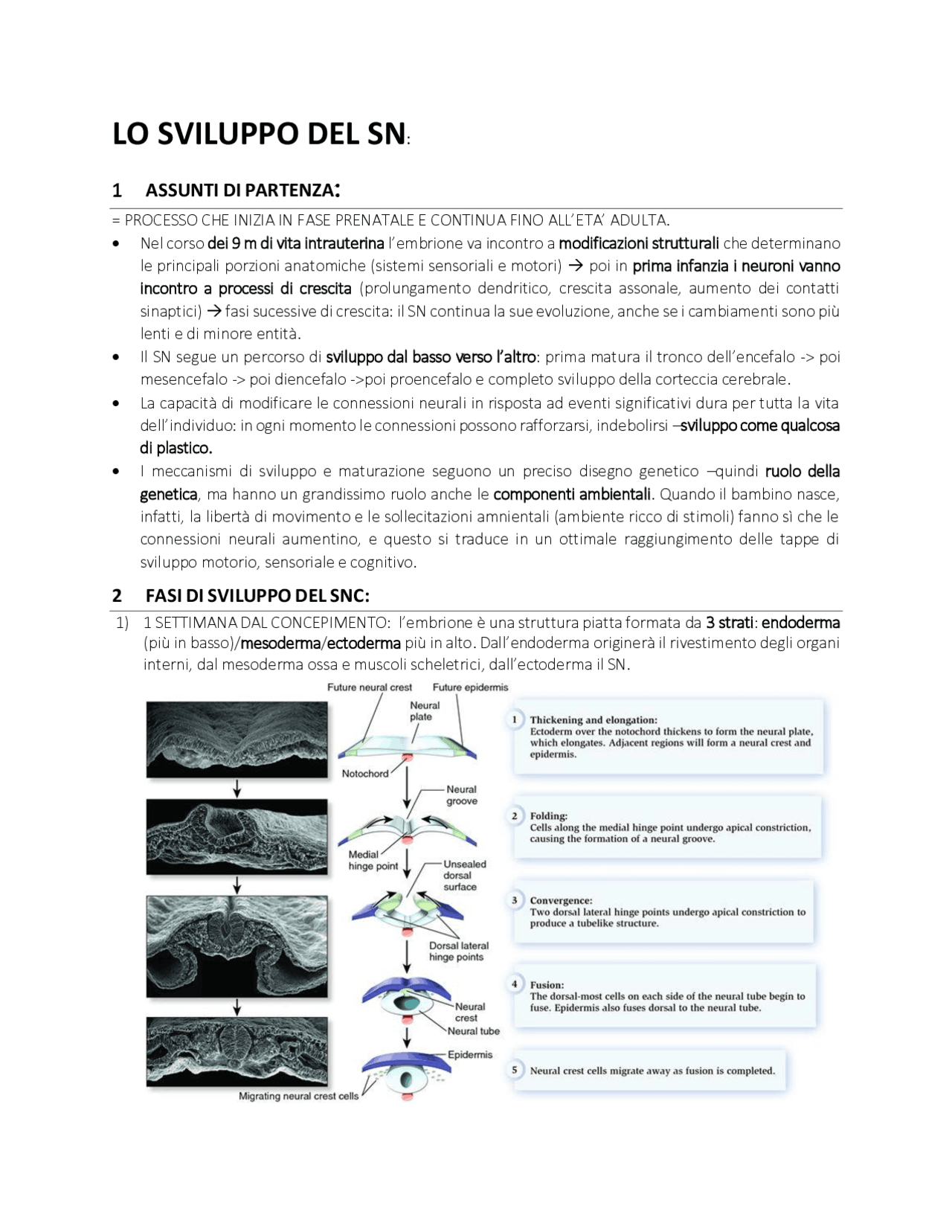 Neuropsicologia Dello Sviluppo E Riabilitazione Docsity