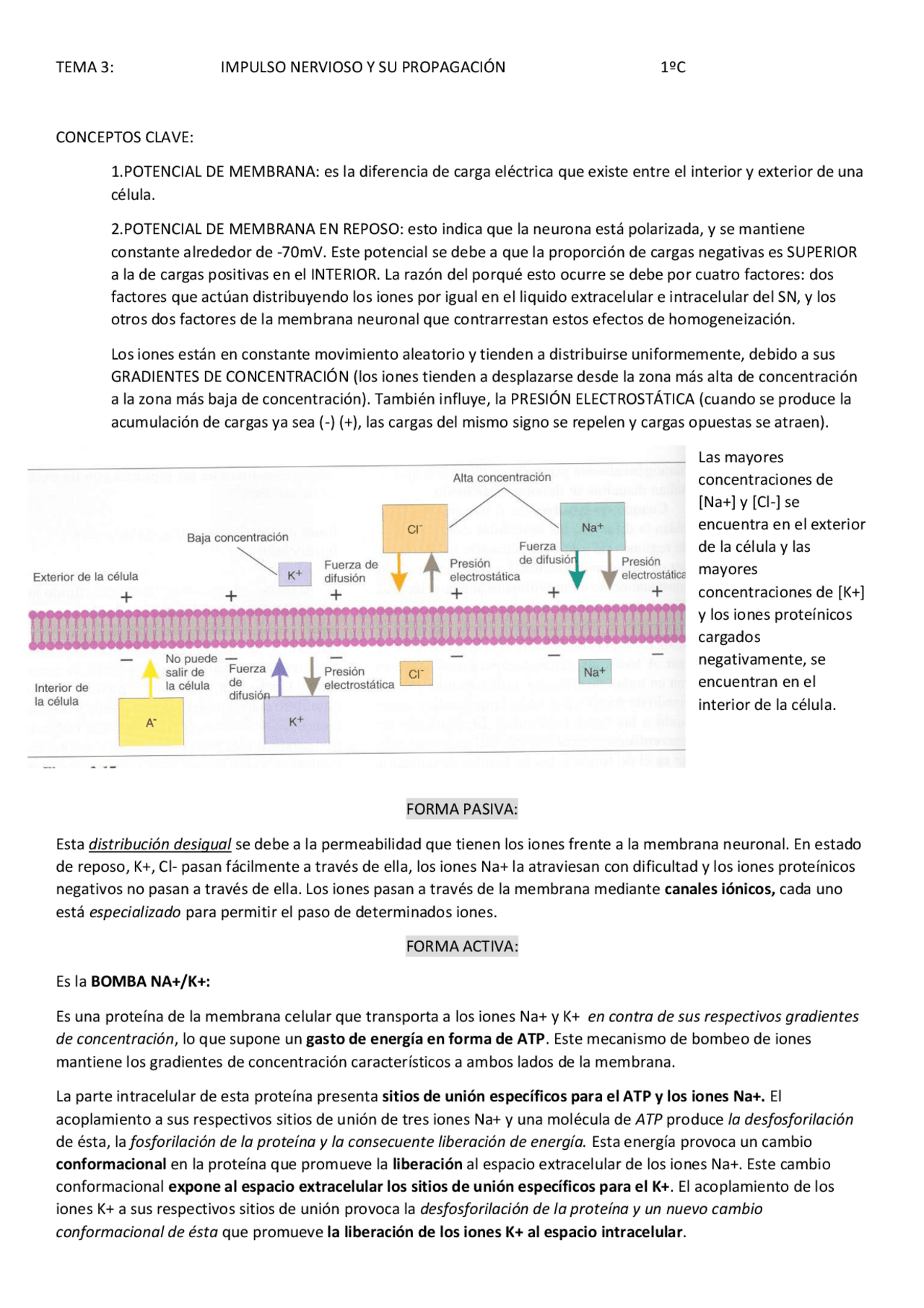 Fundamentos De PsicobiologÍa I Apuntes De Psicobiología Docsity
