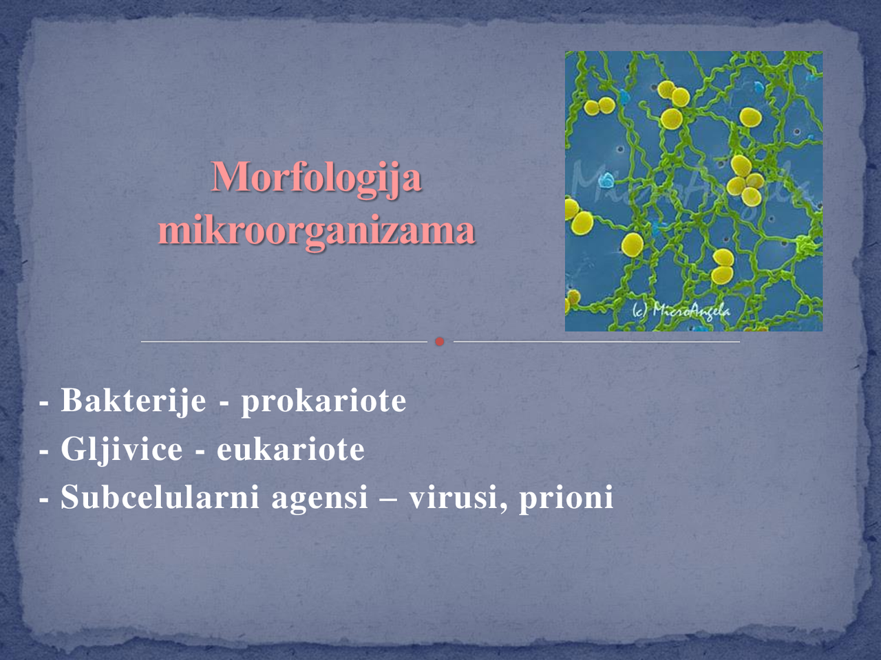 Morfologija Mikroorganizama Slajdovi Predlog Mikrobiologija Docsity