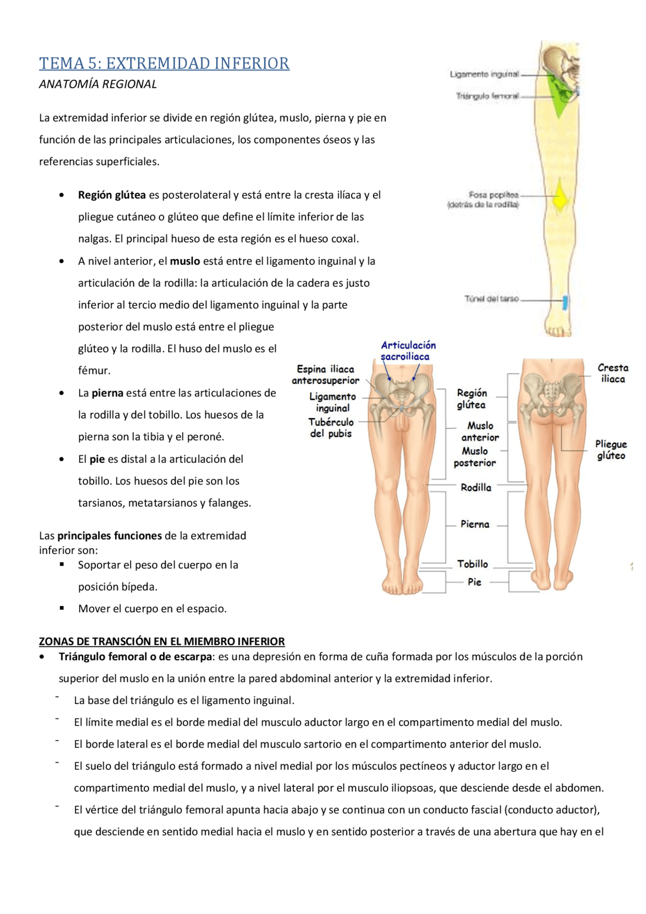 Extremidad superior y inferior - Docsity