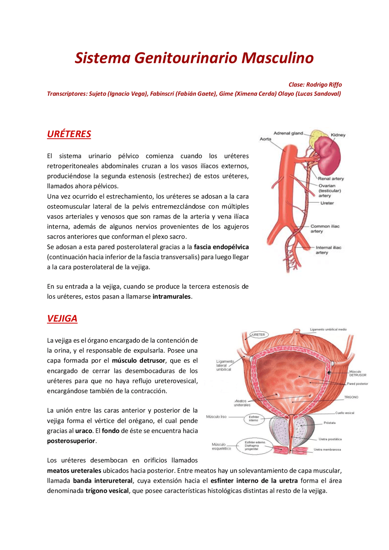 Sistema genitourinario - Docsity