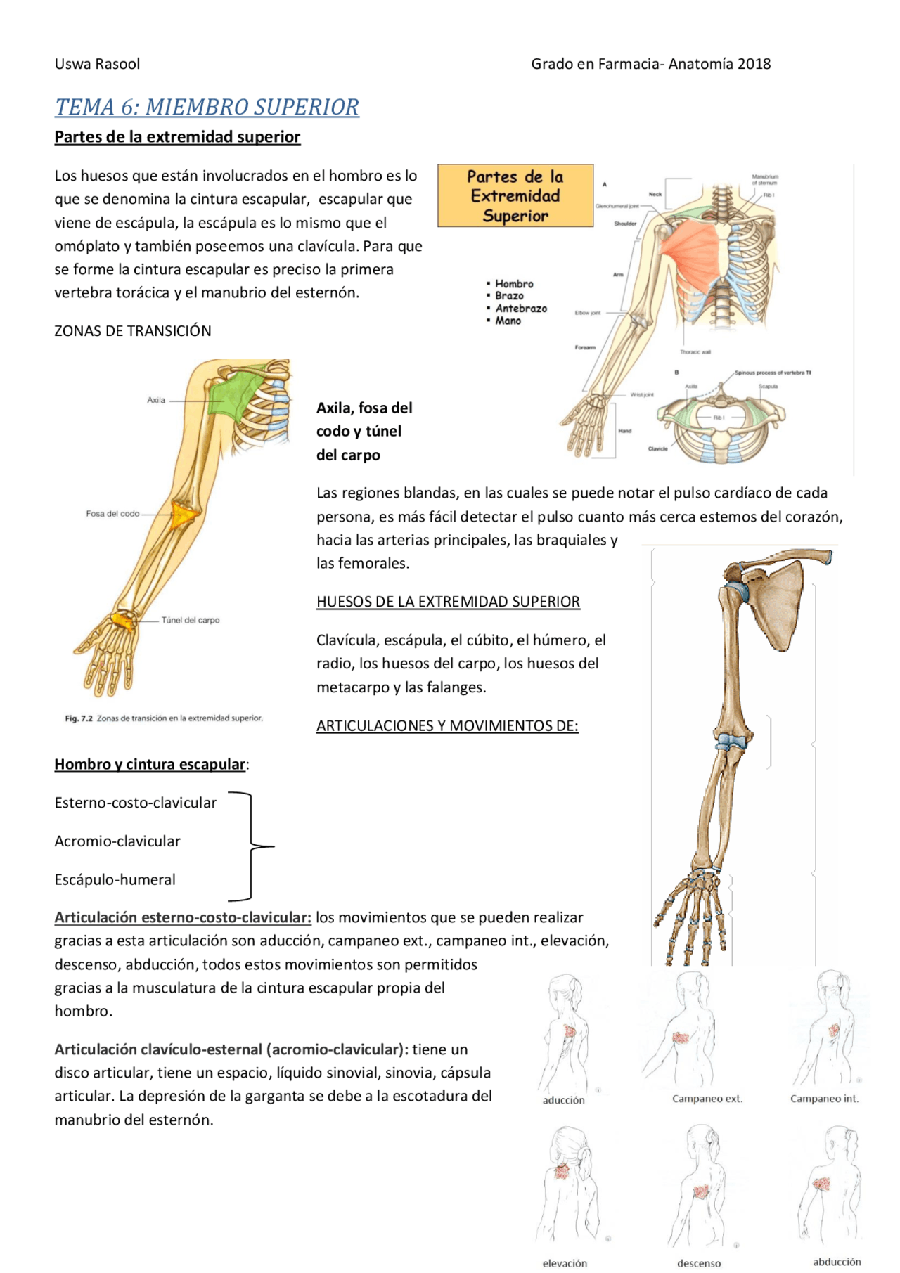 Extremidad superior de anatomia - Docsity