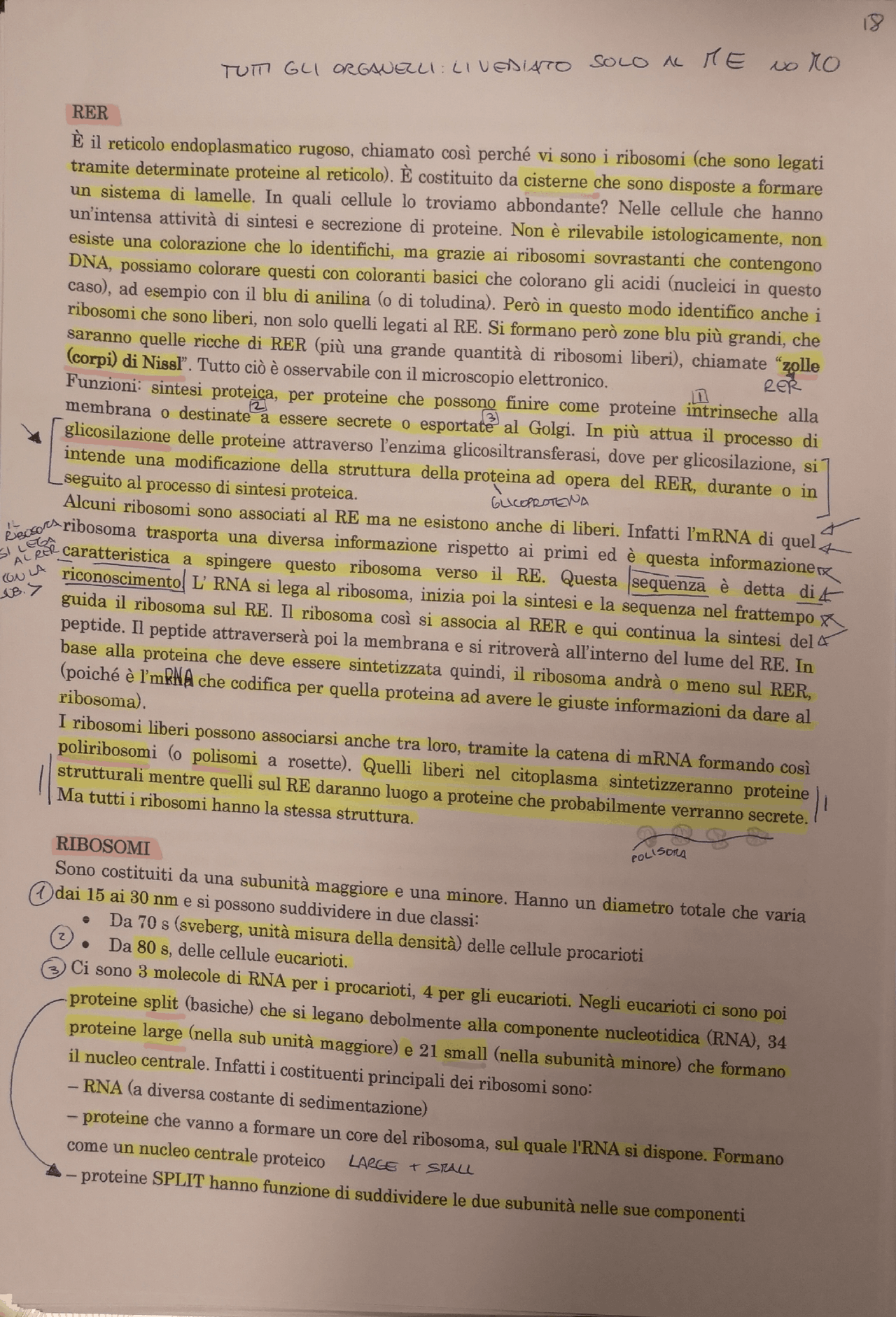 Riassunto Sintesi Proteica Docsity