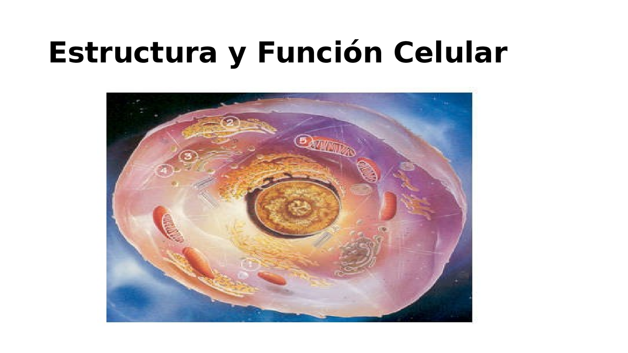Estructura Y Función Celular Diapositivas De Biología Docsity