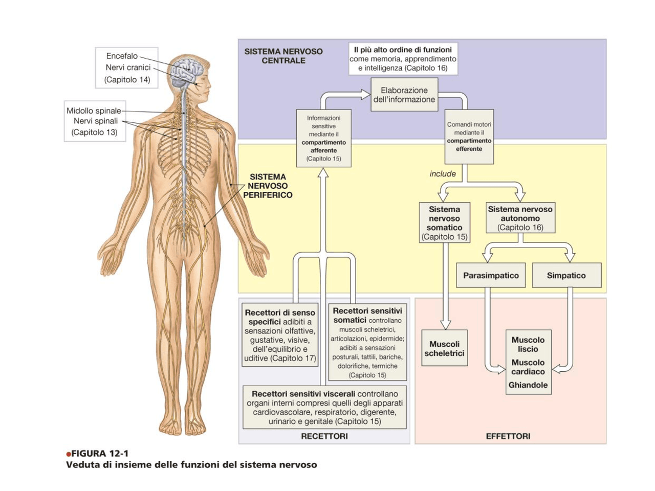 Il sistema nervoso con immagini | Sintesi del corso di Medicina - Docsity