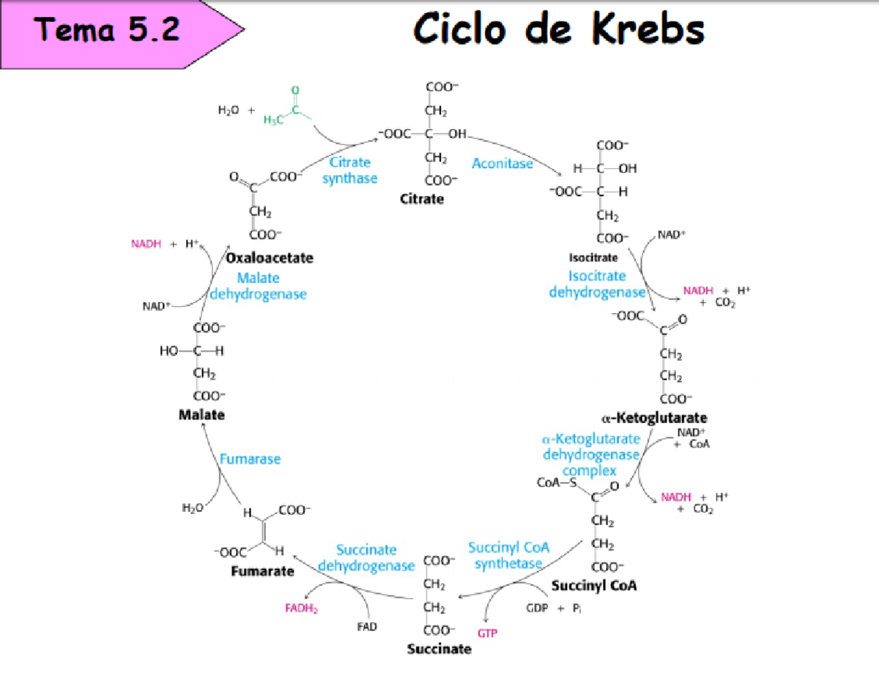 Diapositiva Ciclo De Krebs Docsity