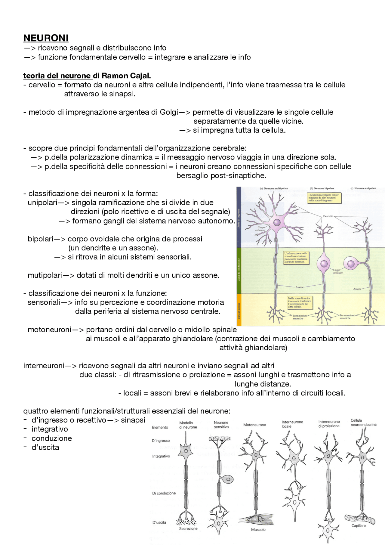 Fondamenti Neurobiologici E Genetici Docsity
