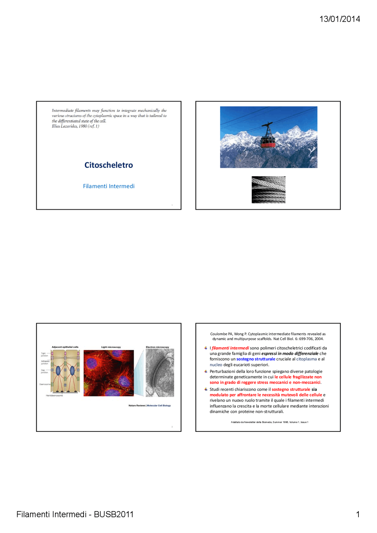 Citoscheletro Filamenti Intermedi Docsity