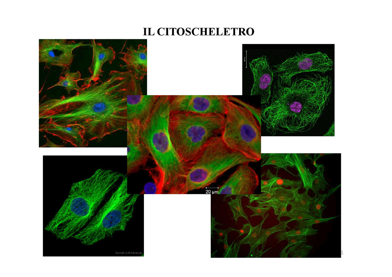 Citoscheletro Componenti Docsity