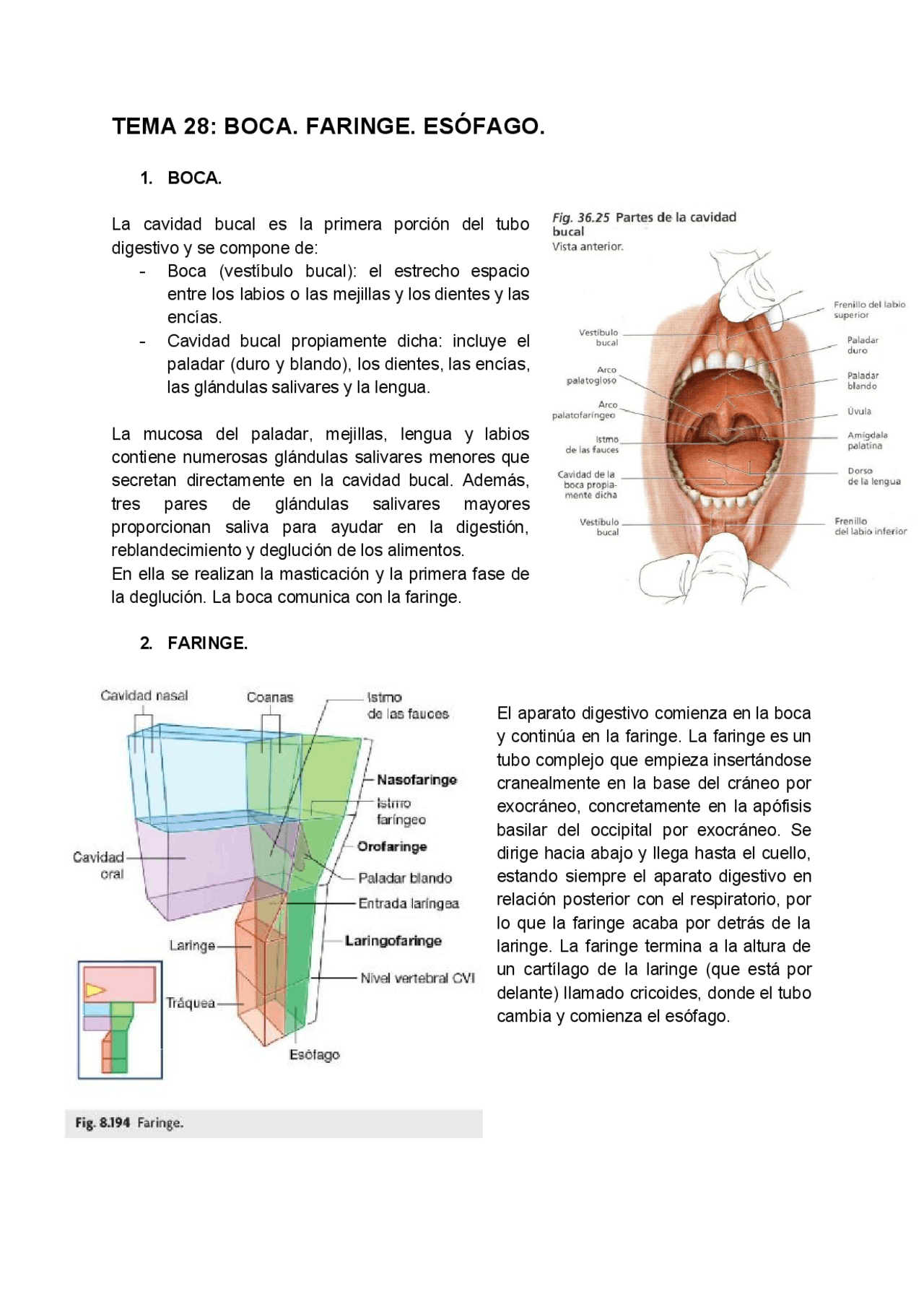 Tema 28. Boca. Faringe. Esófago. - Docsity