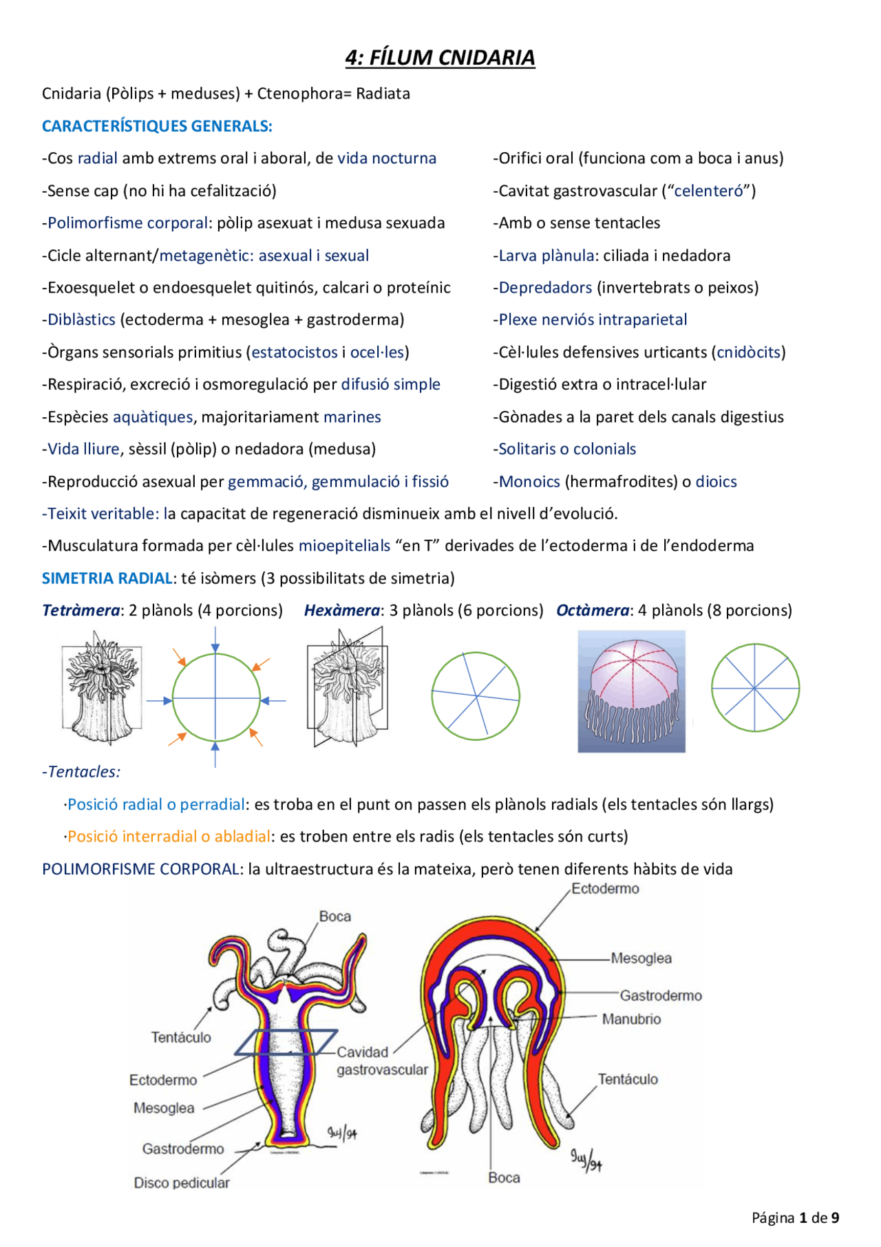 Tema 4. Filum Cnidaria (Pòlips i Meduses). - Docsity