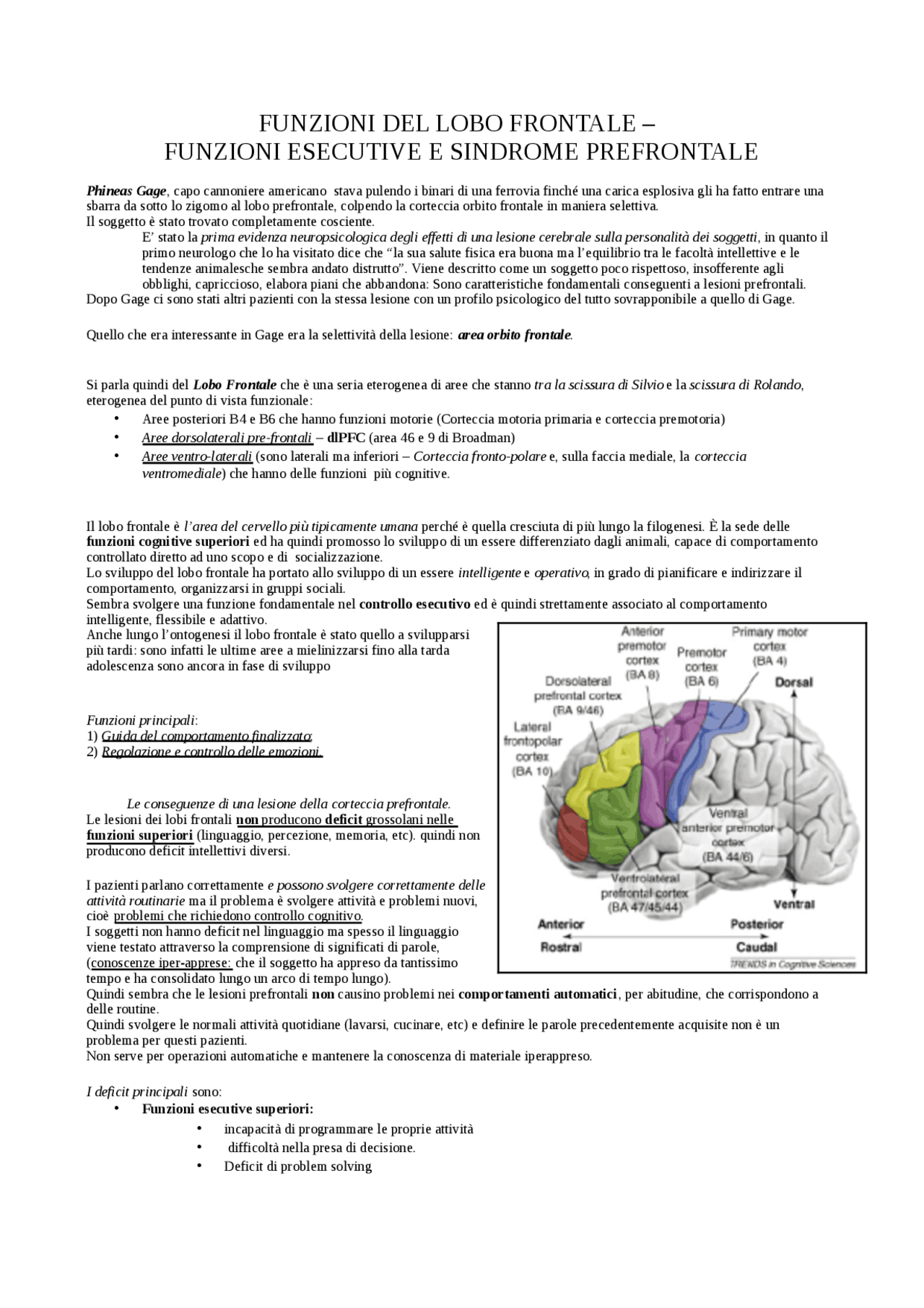 Funzioni del lobo frontale - Docsity